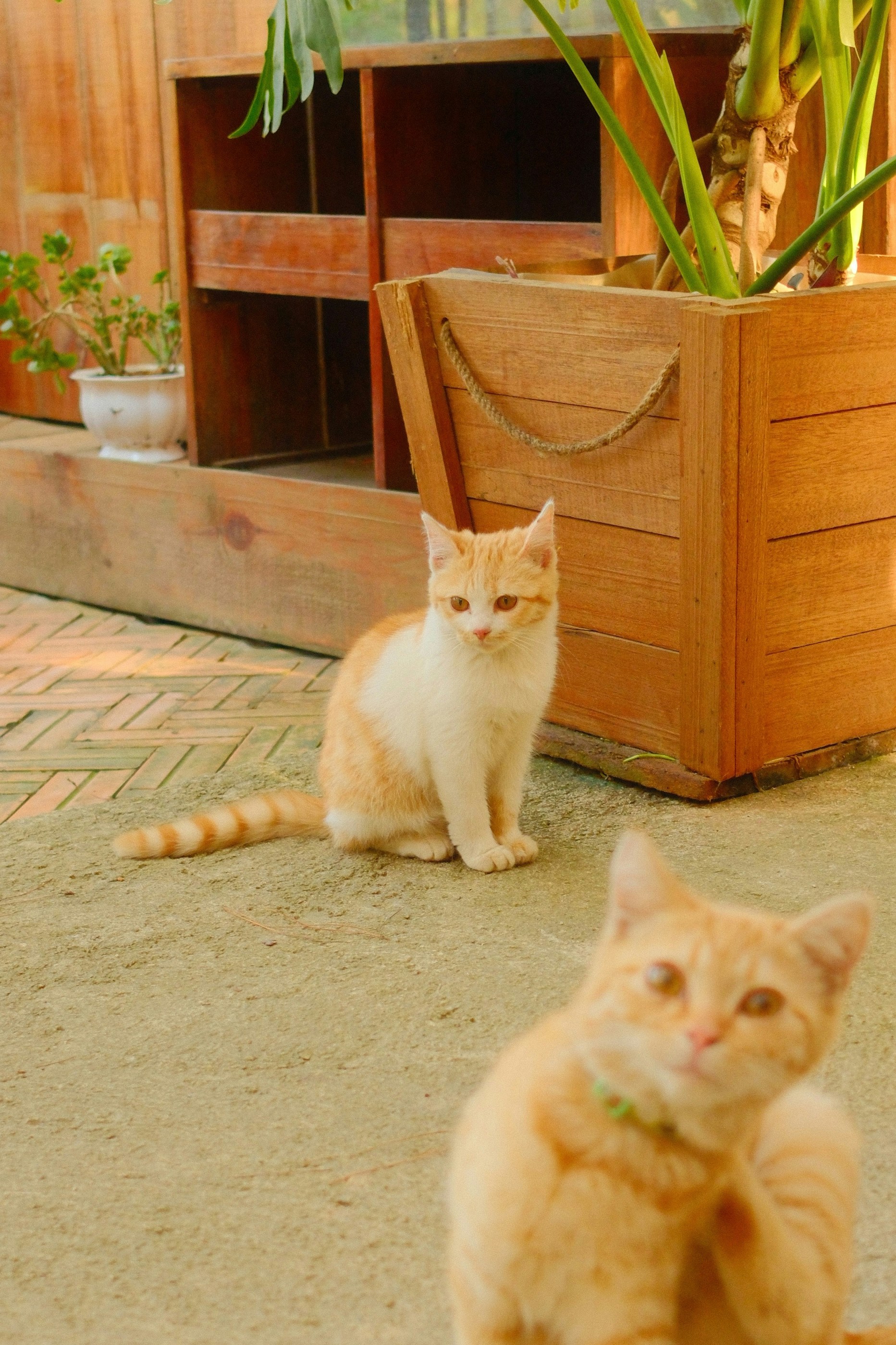 Sunlit Companions: Two Ginger Cats in a Cozy Corner