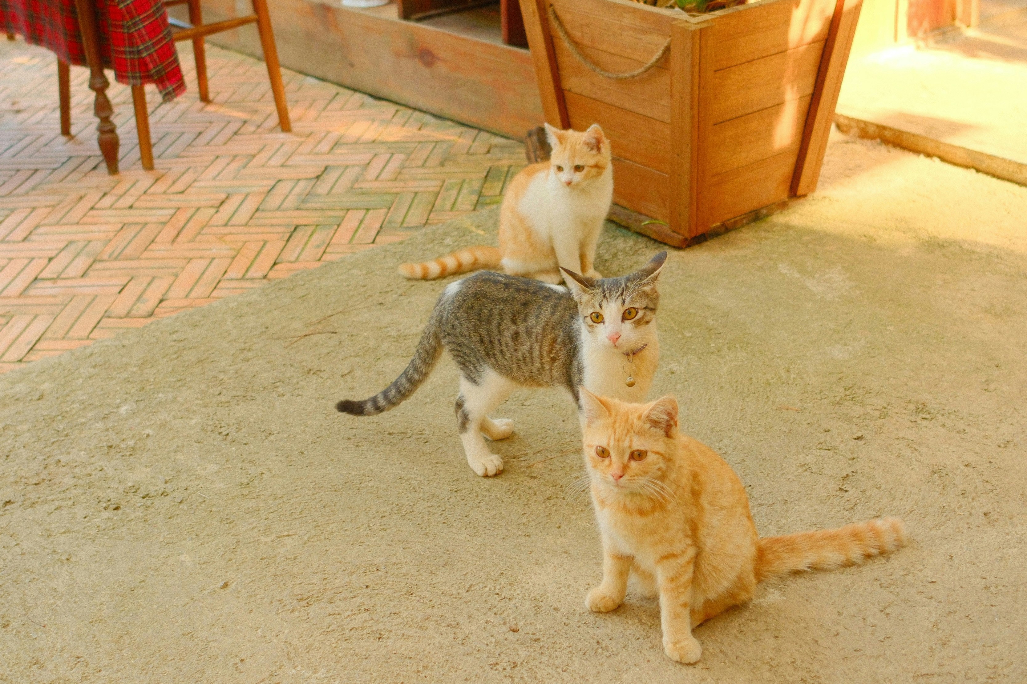 Three Curiously Alert Kittens in a Sunlit Courtyard