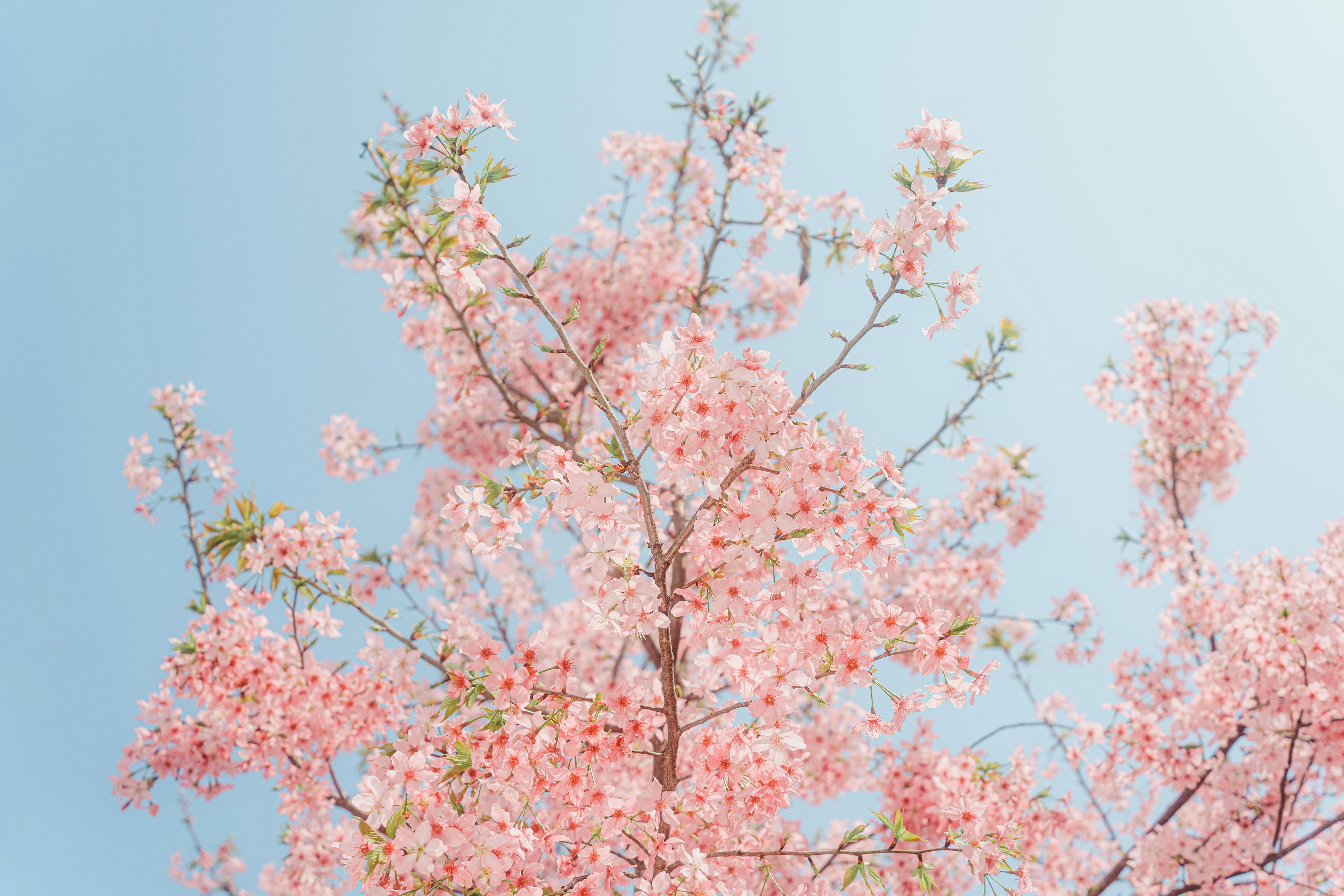 Blush Petals in a Spring Sky