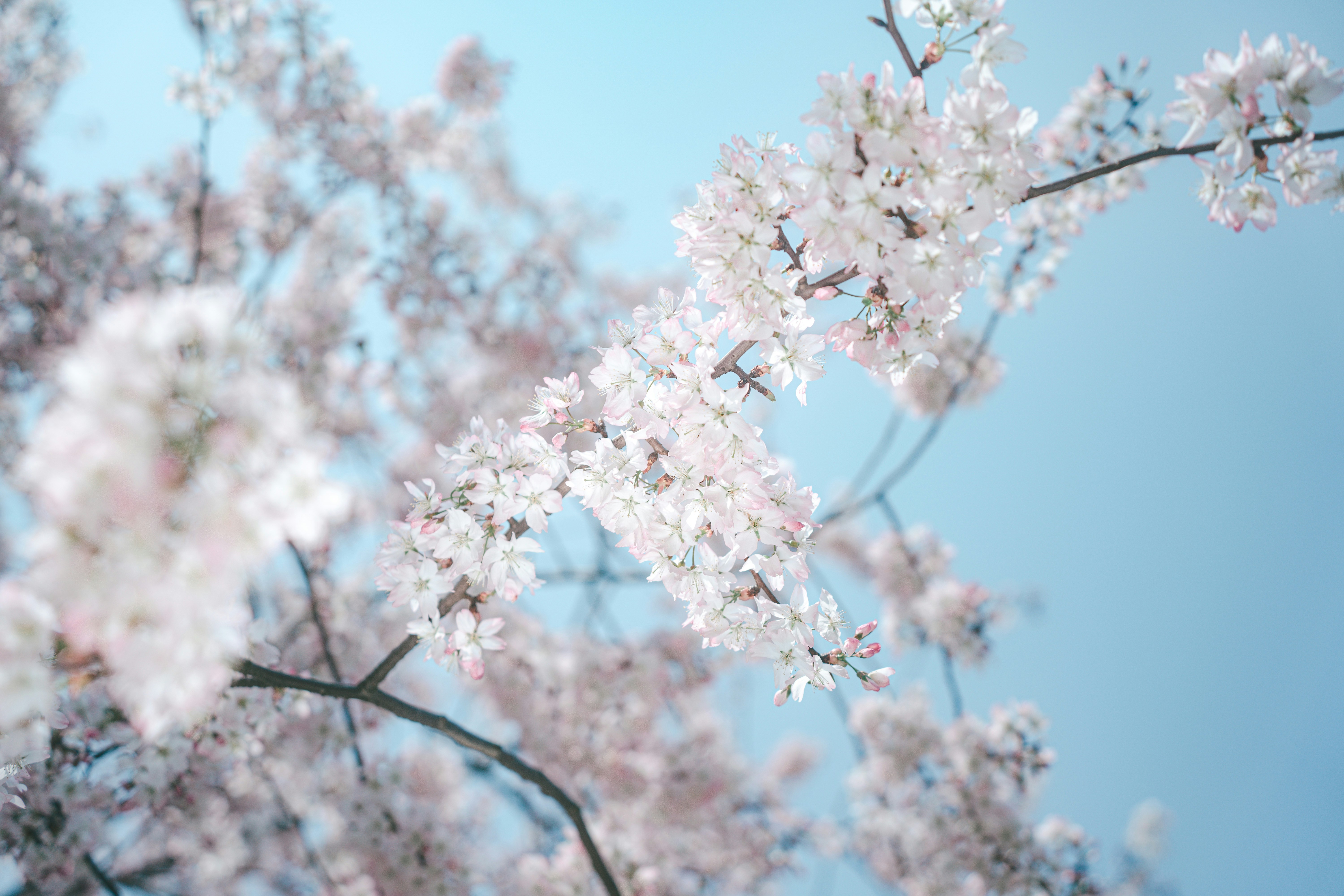 Blossom Archway under a Clear Sky