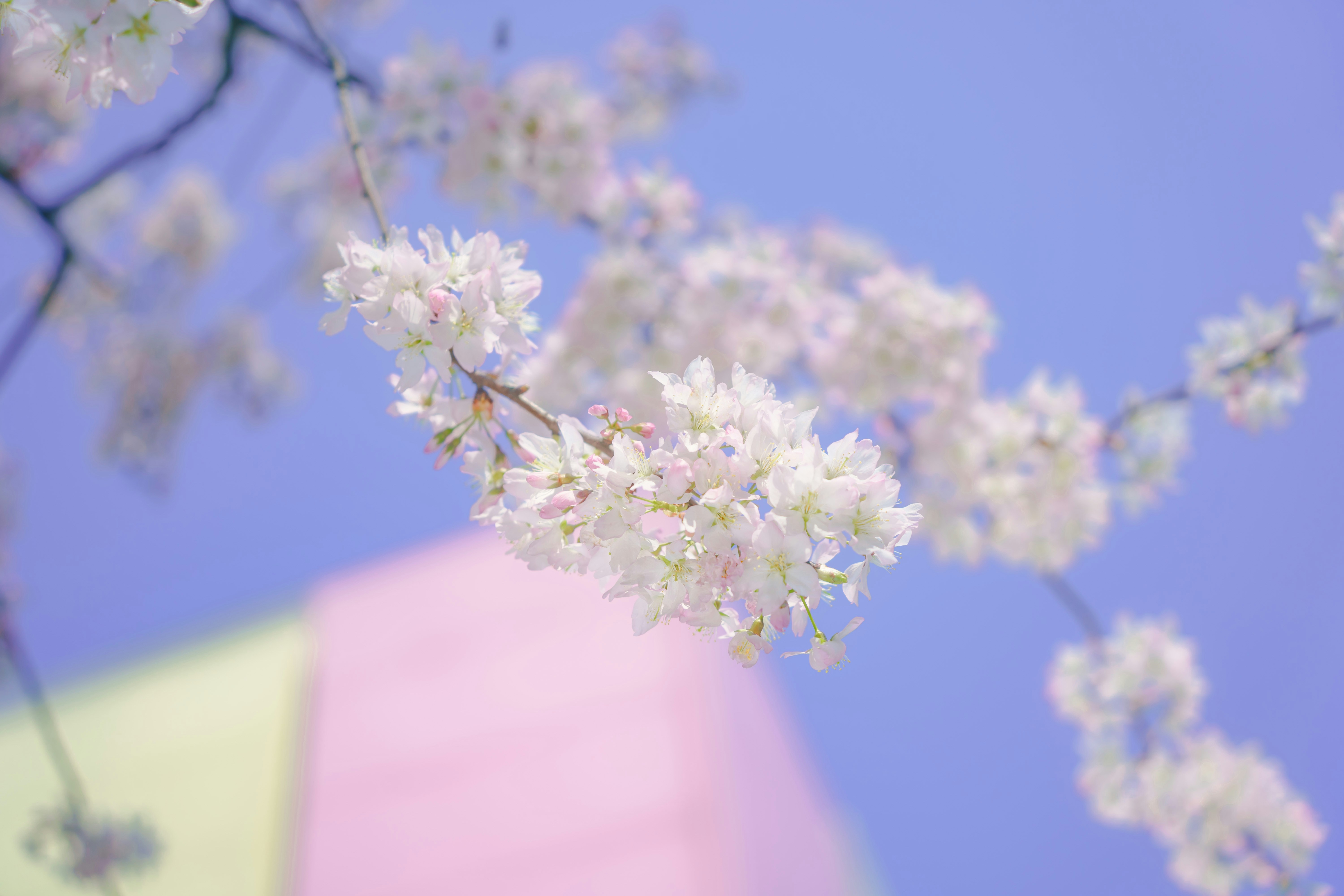  blossoms against a pastel sky: a fleeting bloom in bloomscape