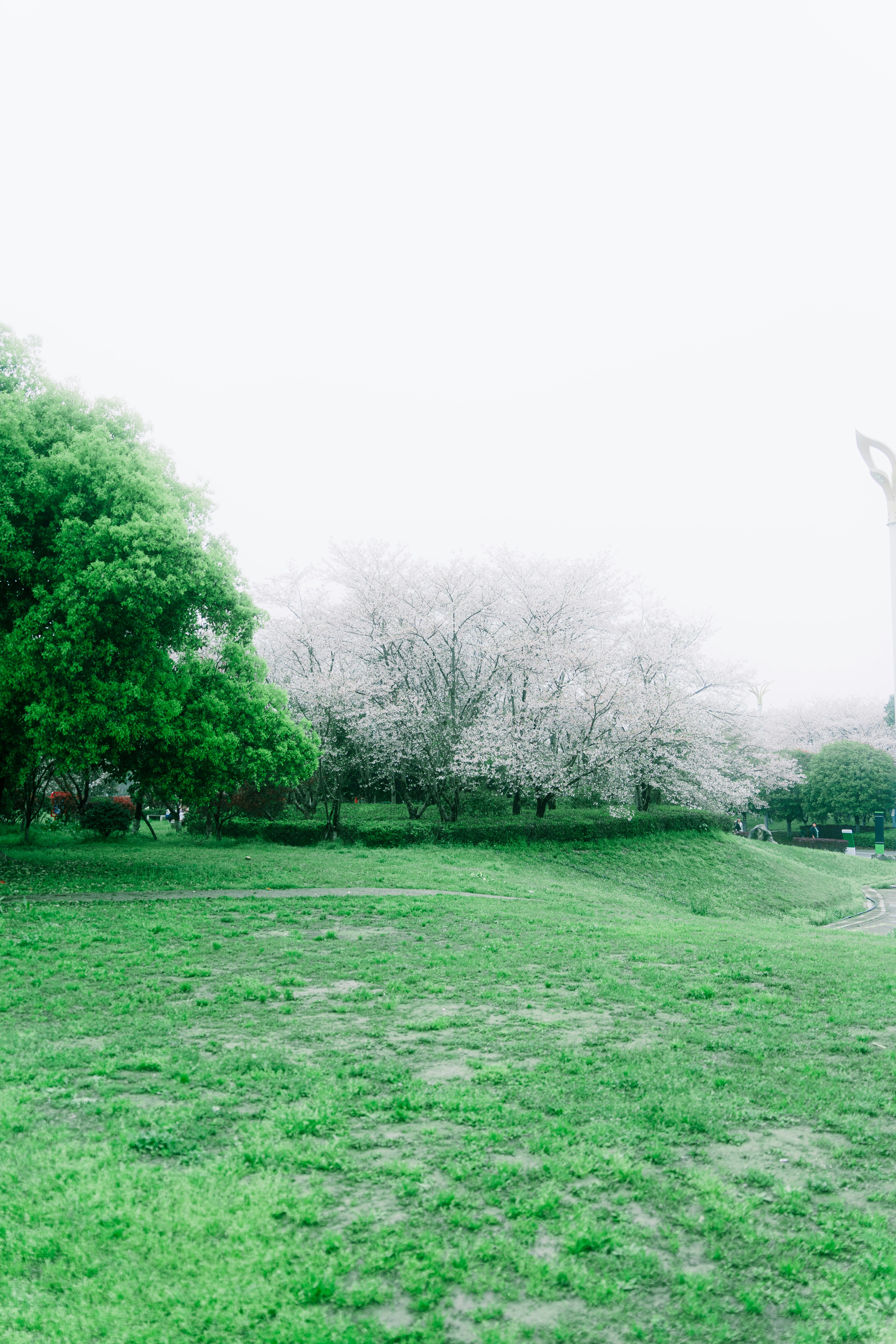 Spring Terrace: A Row of Blossoming Trees and Lush Green Field