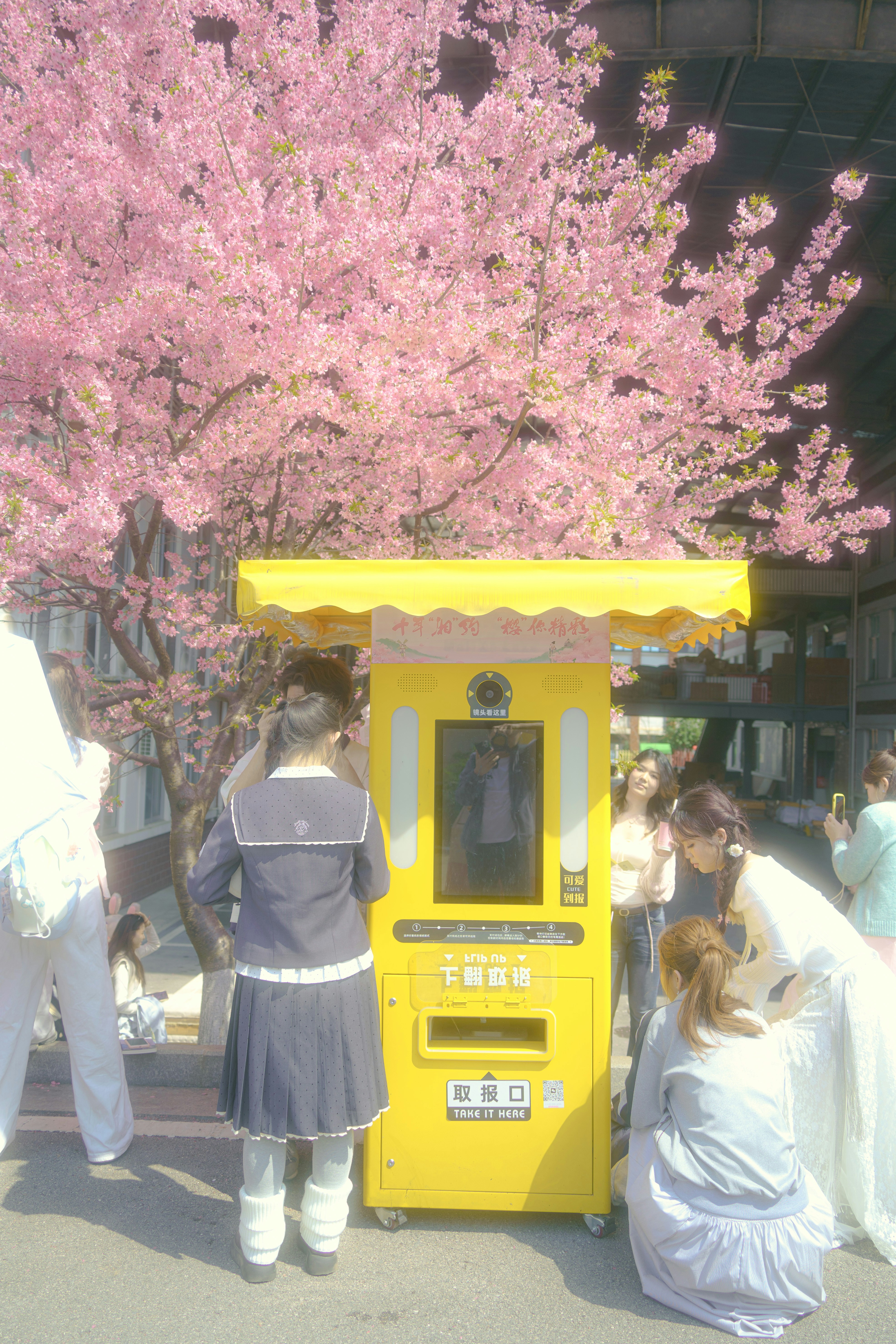 Cherry Blossom Street Arcade: A Bright Yellow Vending Kiosk Under Blooming Trees