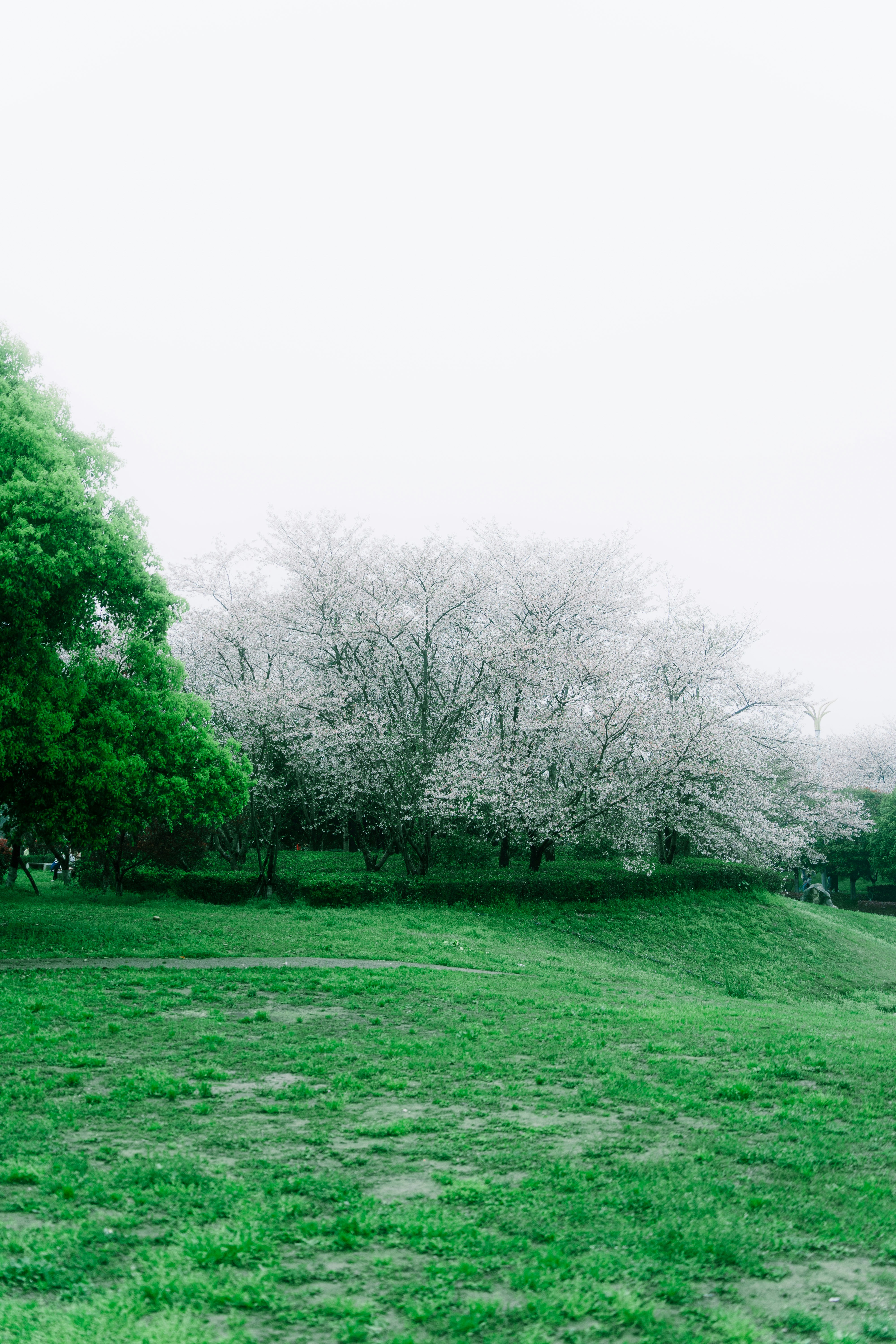 Emerald Hill in Bloom: A Quiet Park Frame