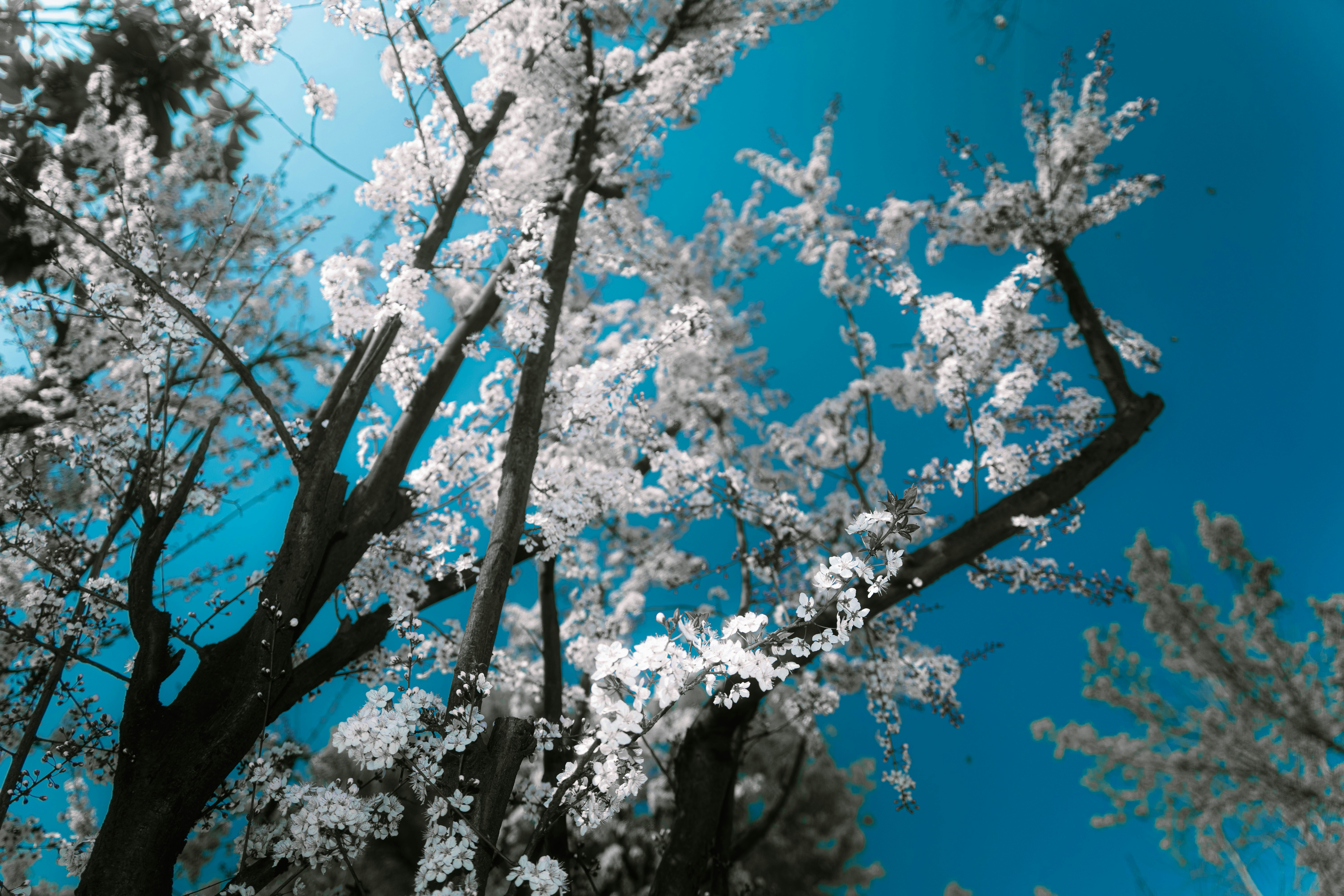 Blossoms Against a Vivid Sky: A Diagonal Chorus of White Petals