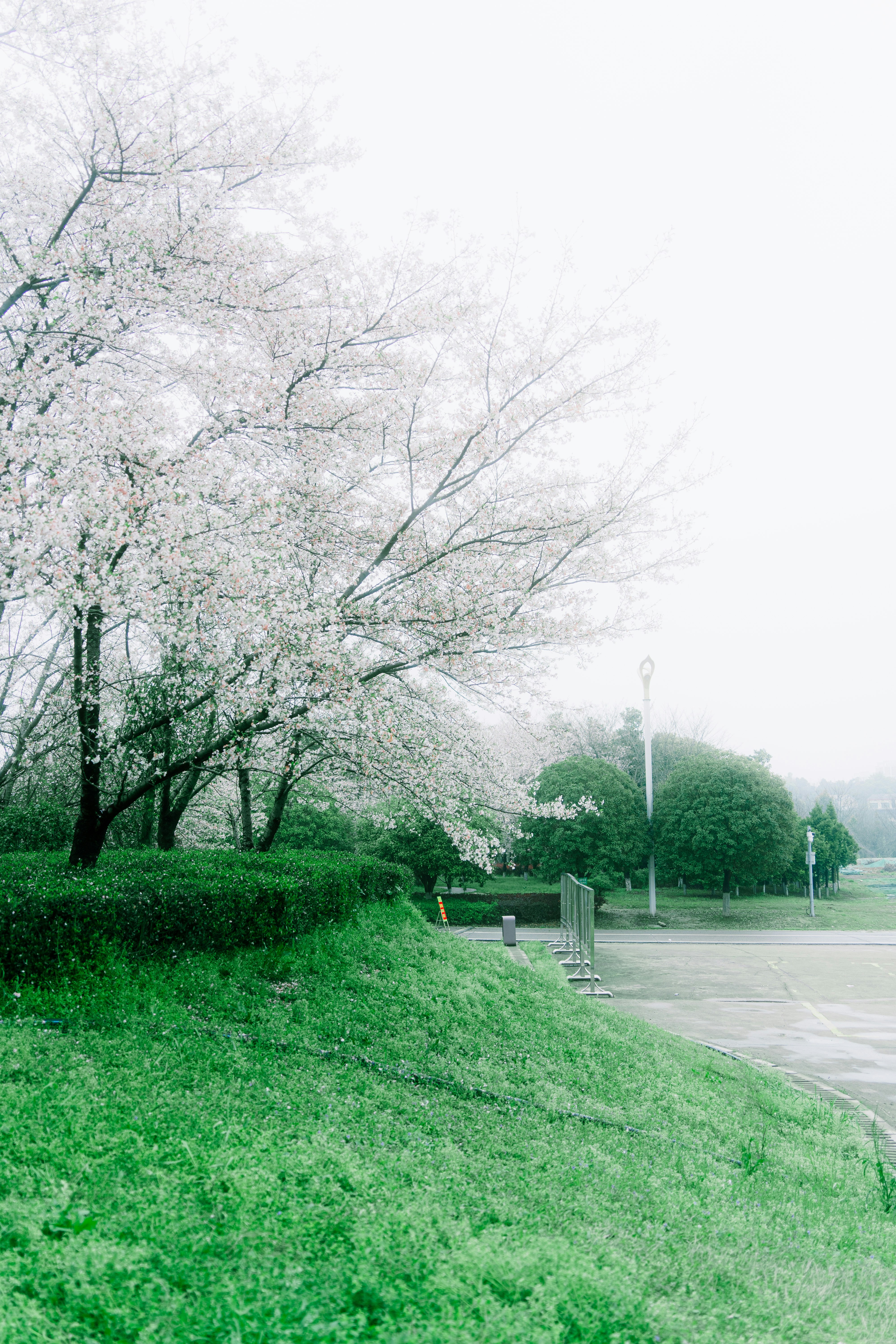 Spring Steps: A Quiet Path Amid Blossoms and Mist