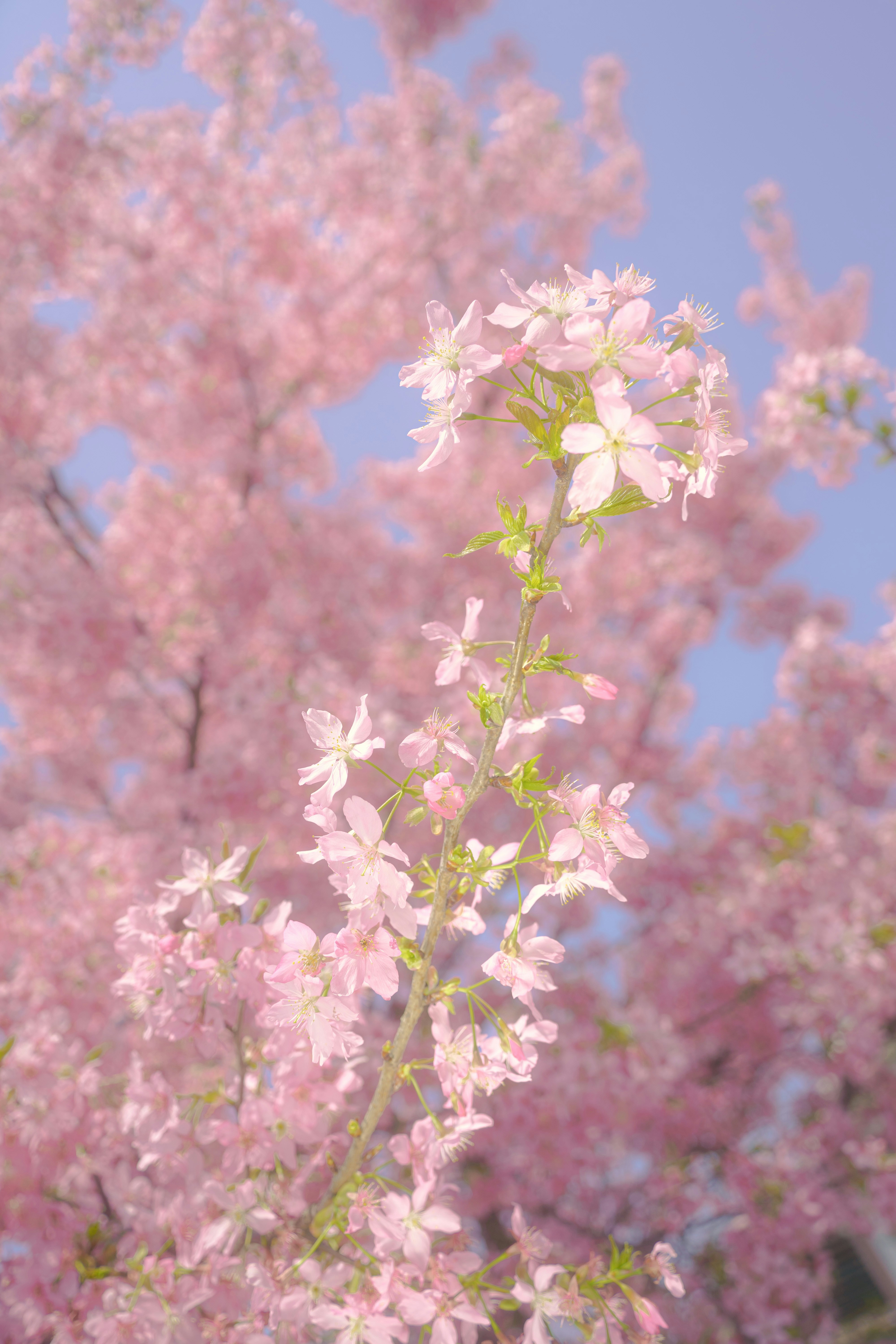 Soft pink bloom reaches toward a sunlit spring sky