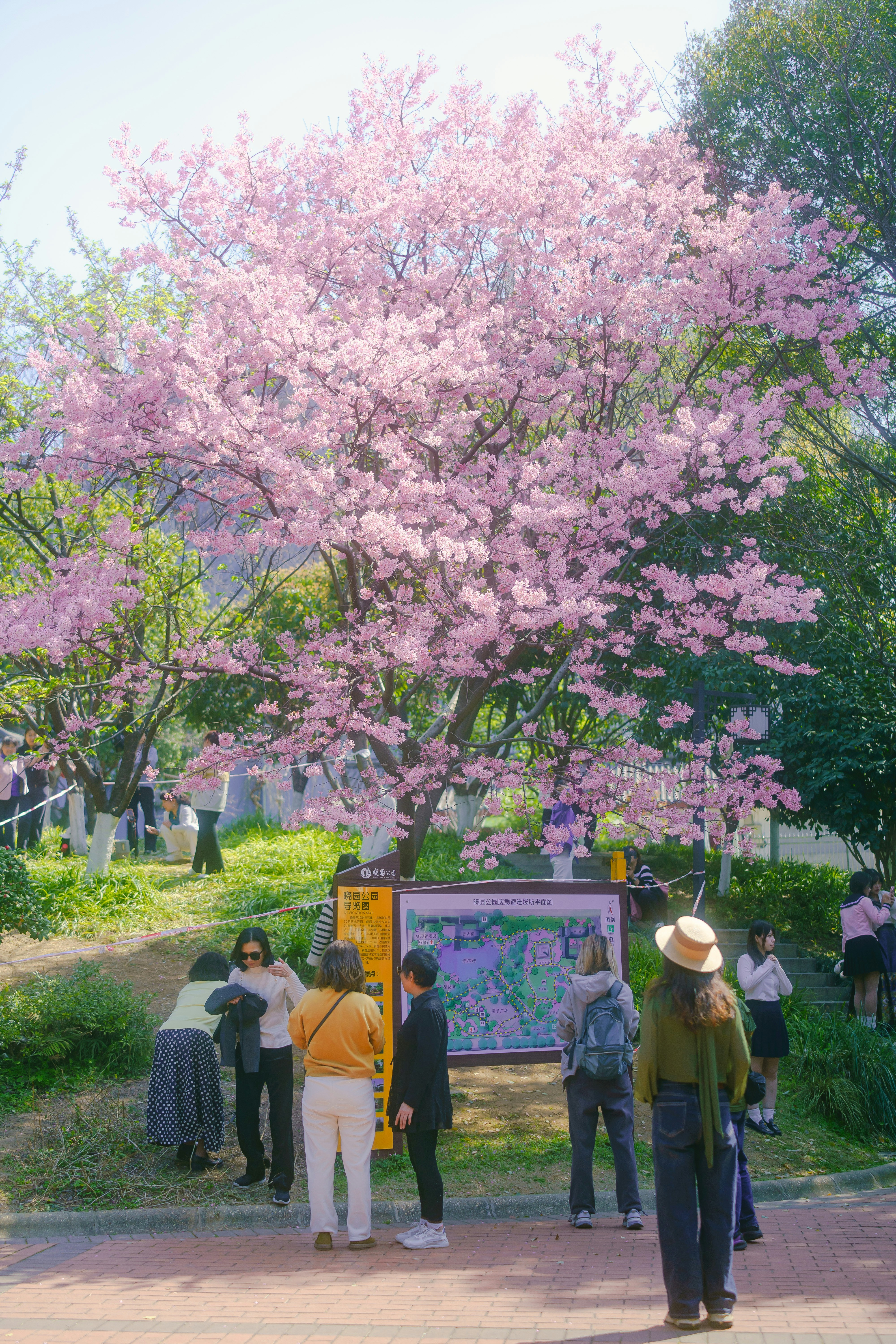 Blossom Quartet: People Under Peach Clouds