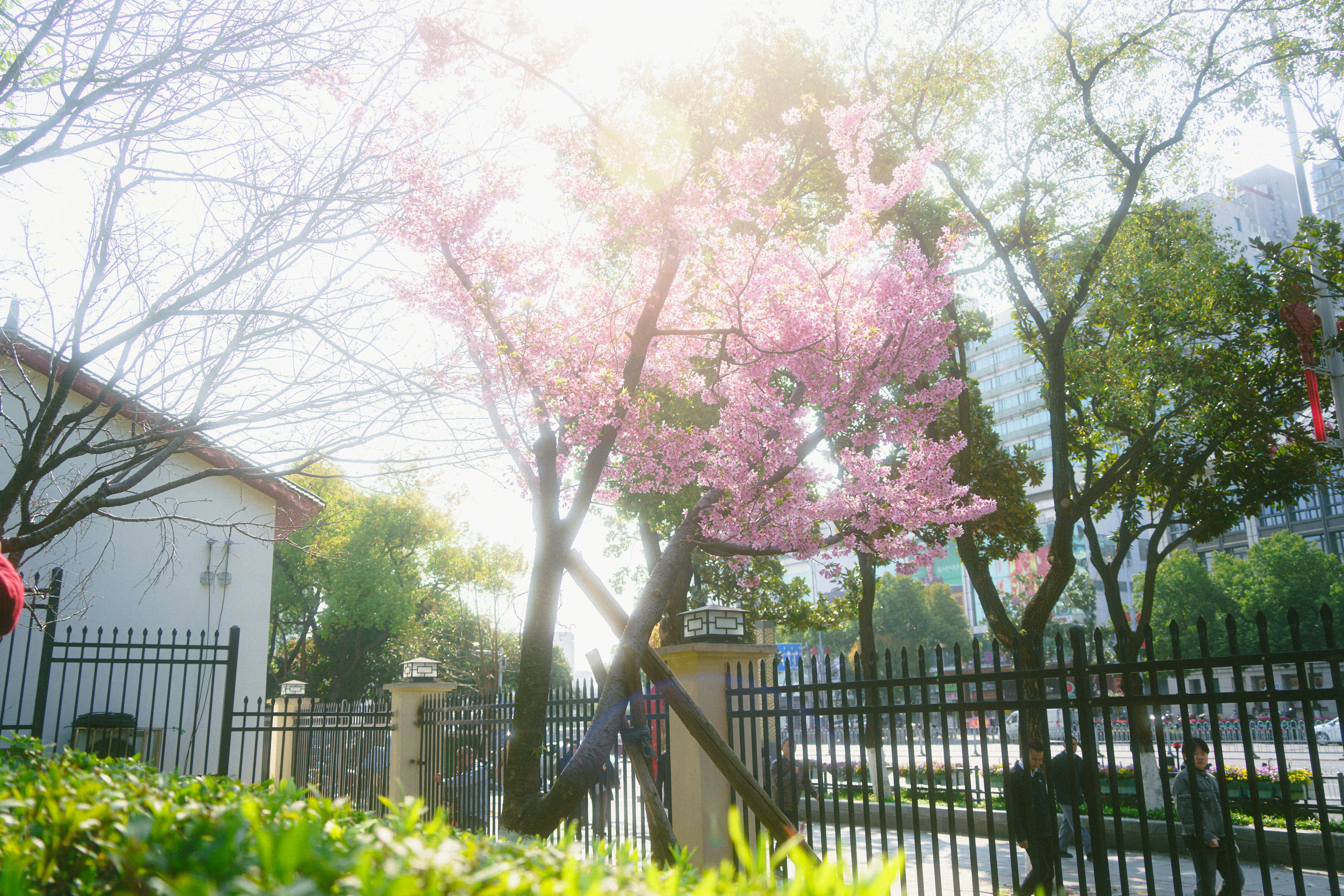 Cherry Blossom Gate: Spring Light Framing a Quiet City Pace