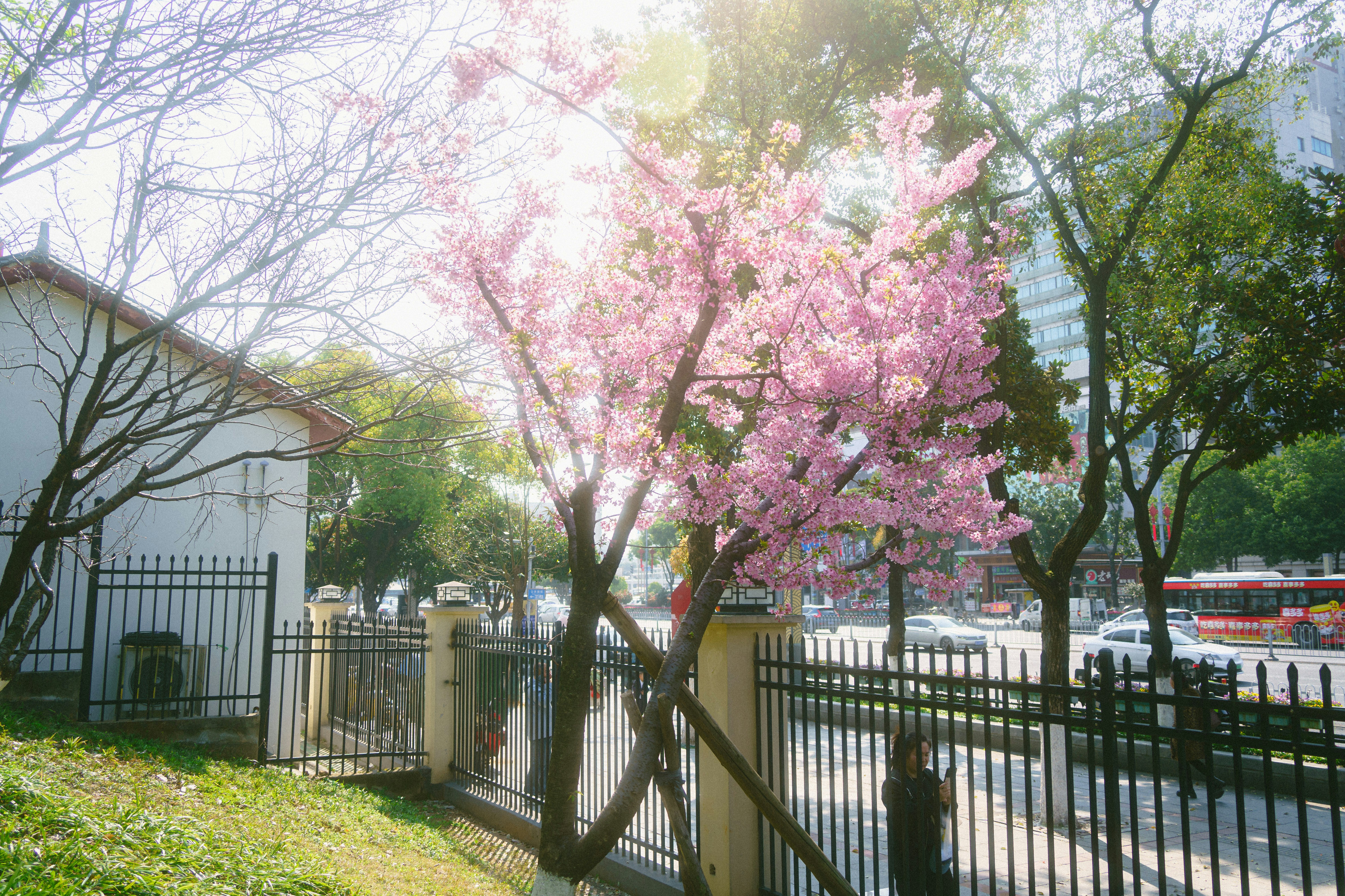 Blossom Alley by the Park Gate