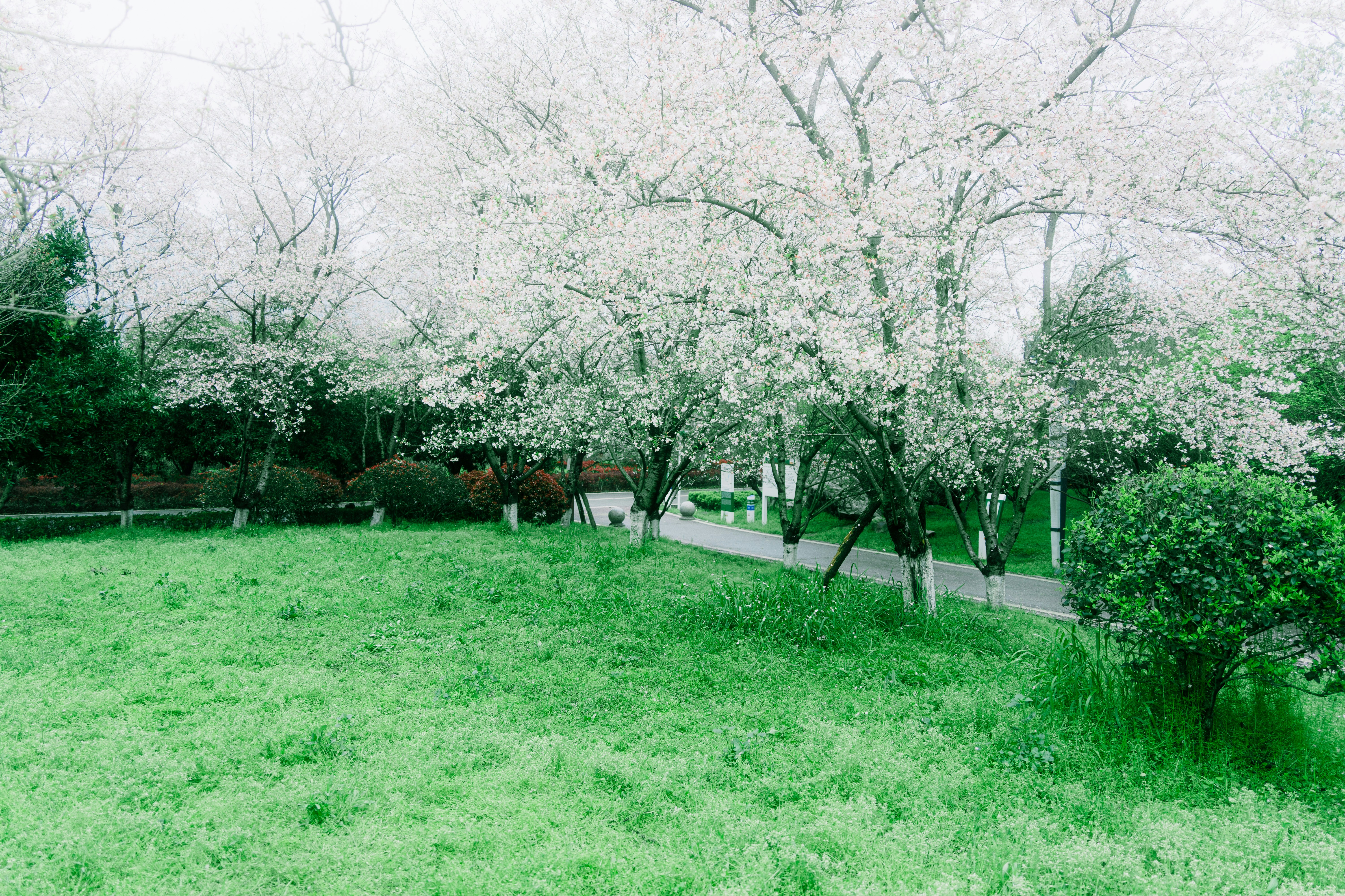 Blossoms Across the Lawn: A Tranquil Spring Walkway