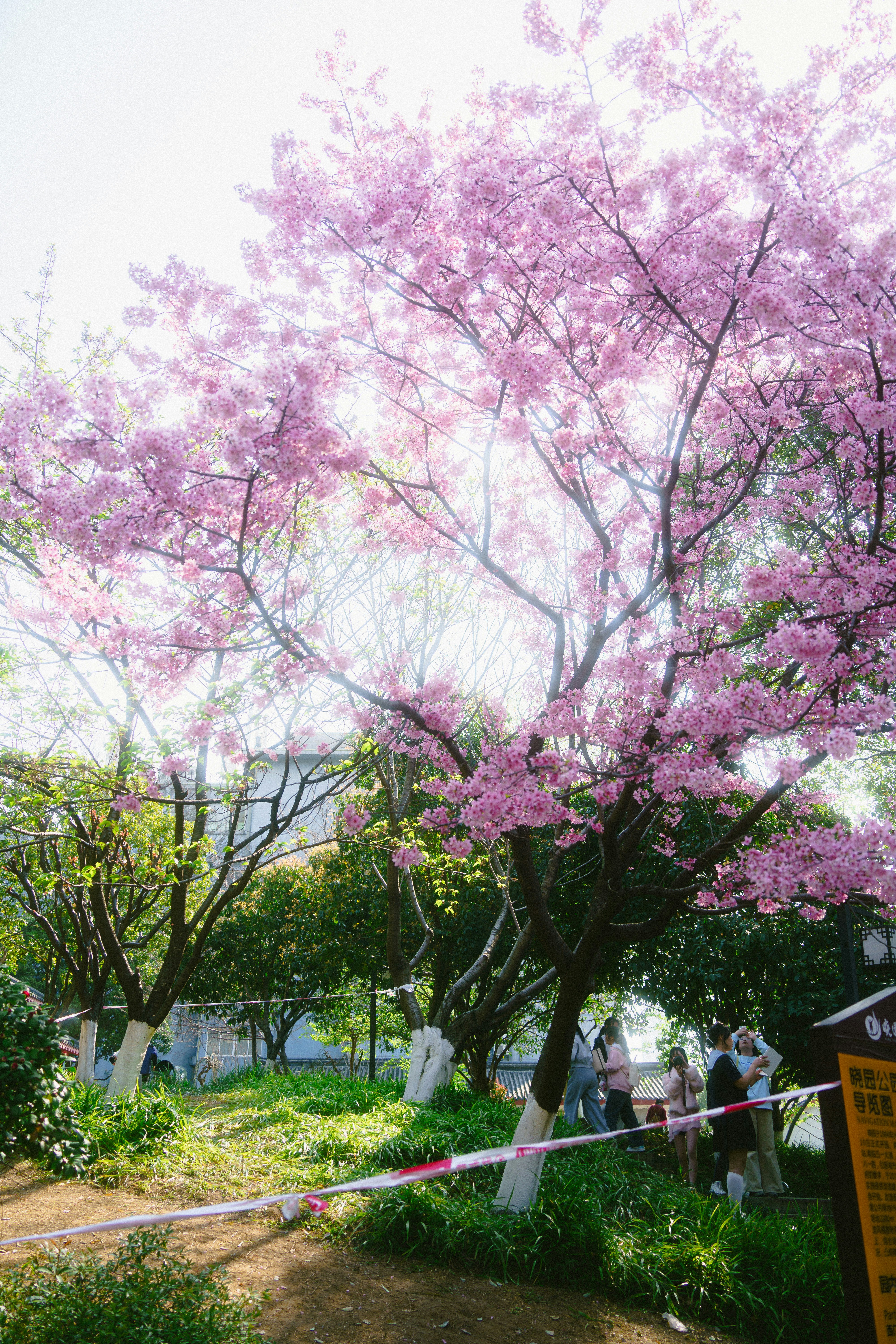 Pink Canopy Over a Sunlit Park Path