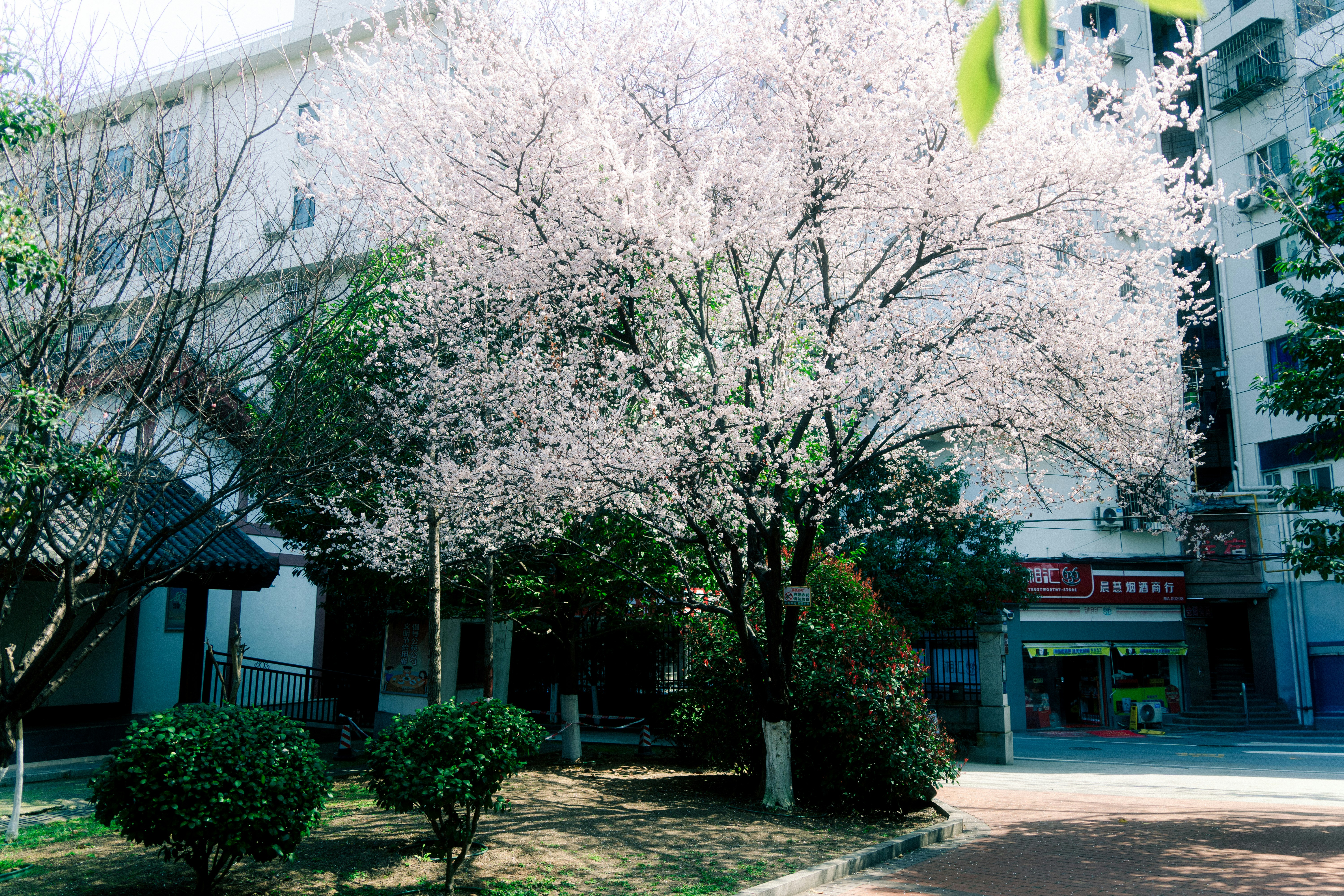 Cherry Blossom Courtyard Beneath a Quiet Campus Facade