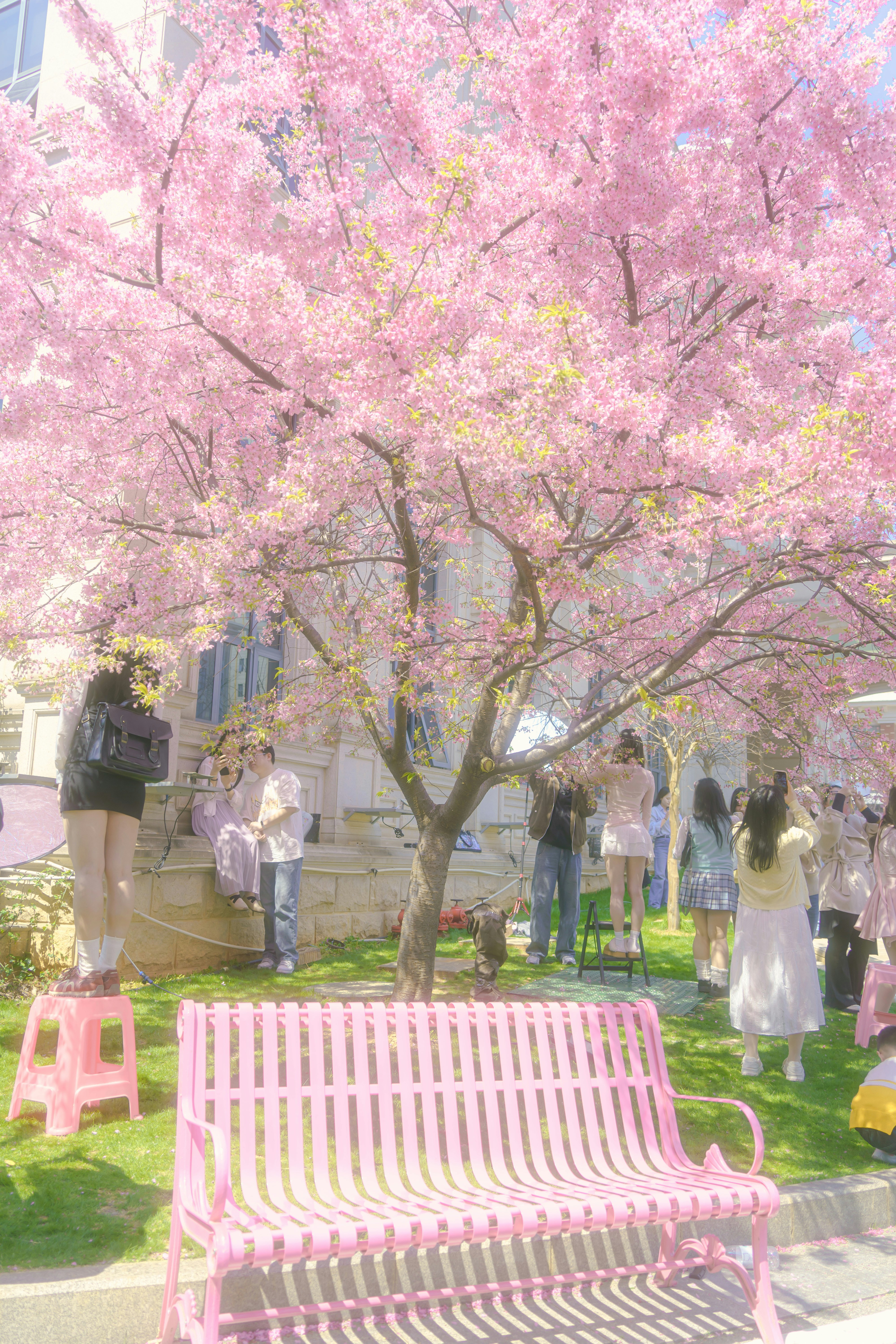 Pink Sakura in Full Bloom: A Portrait Under a Cherry Blossom Canopy