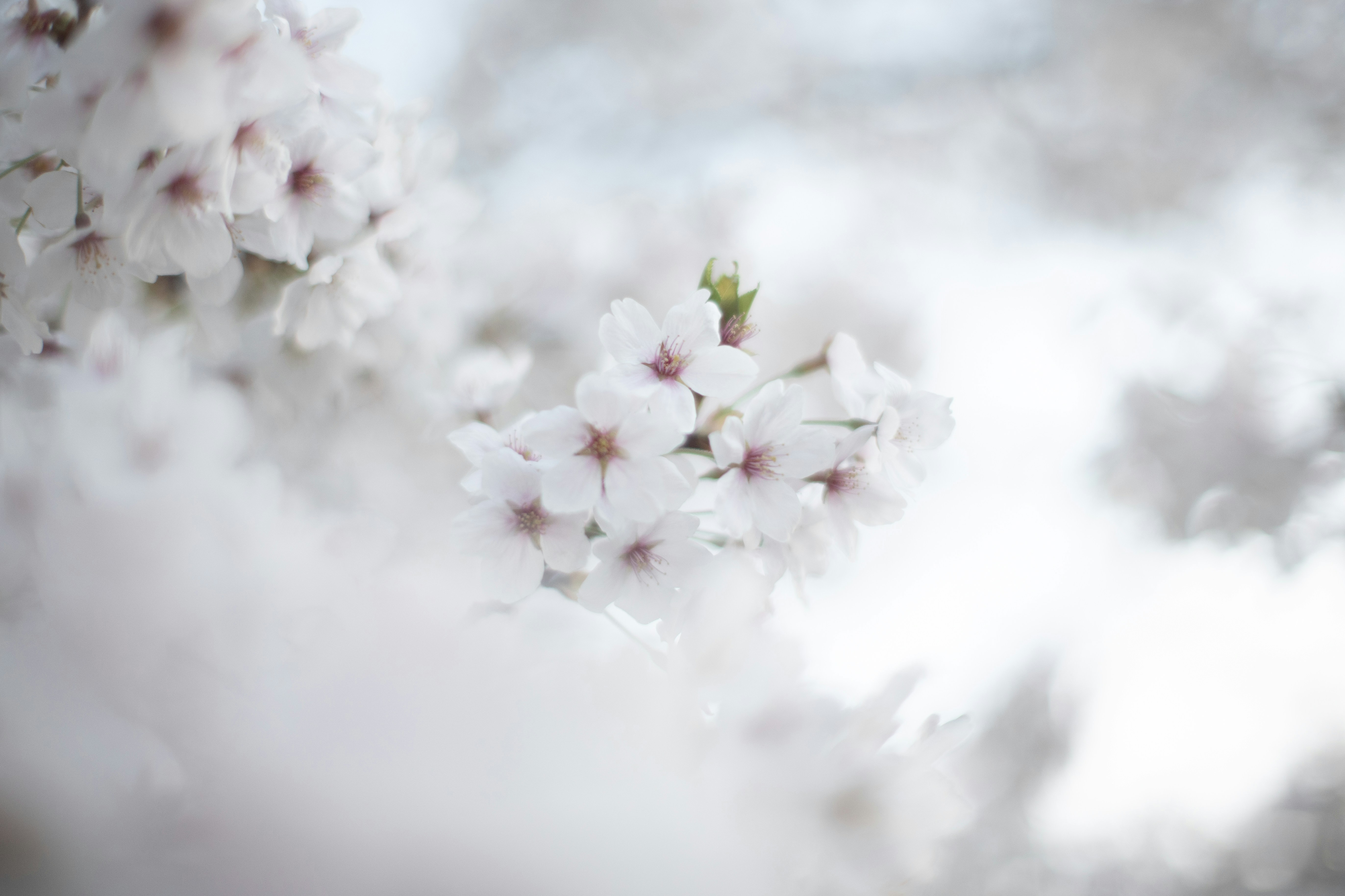 Soft Bloom Portrait: A Whisper of Cherry Blossoms in Gentle Light