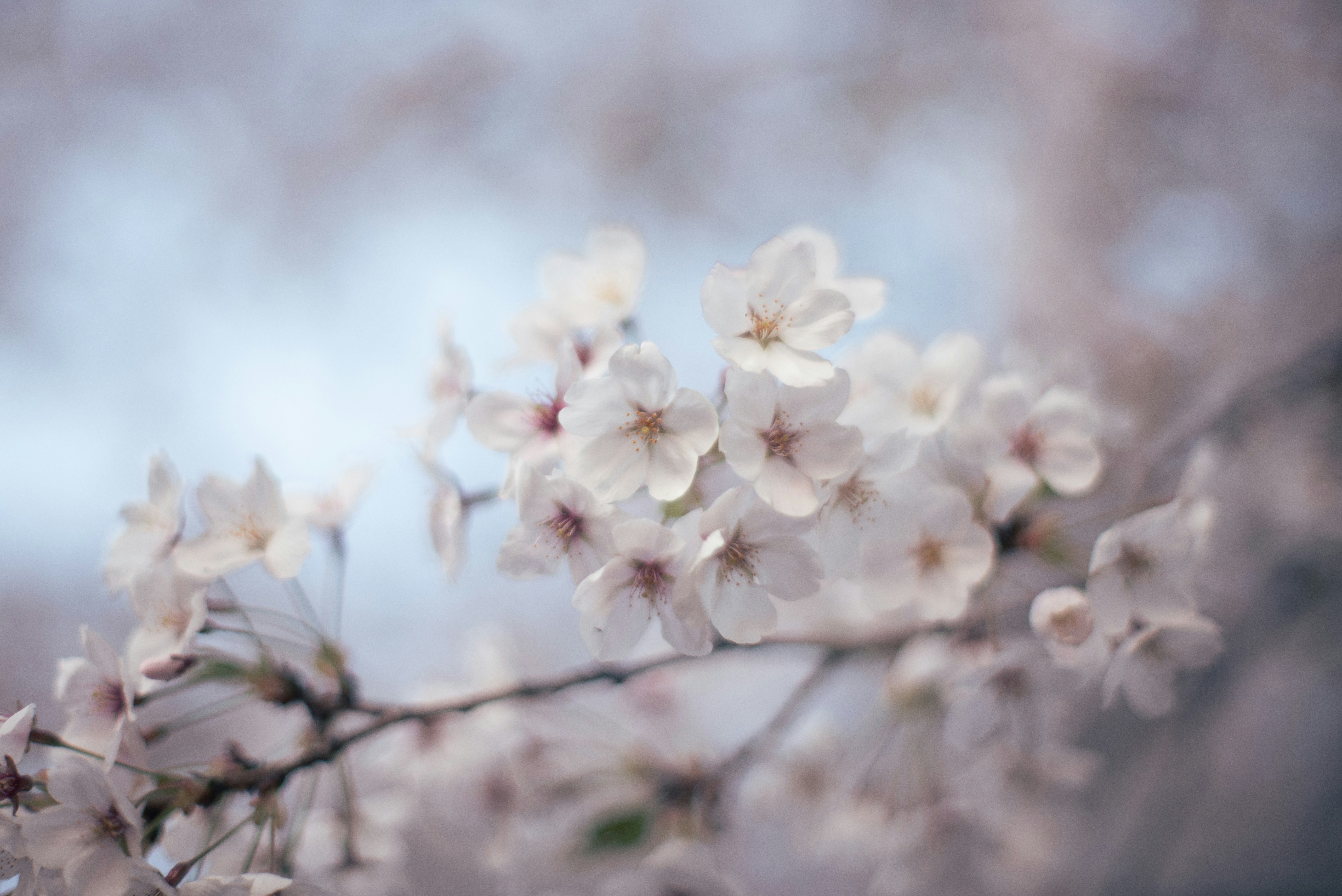 Soft Bloom on a Spring Branch