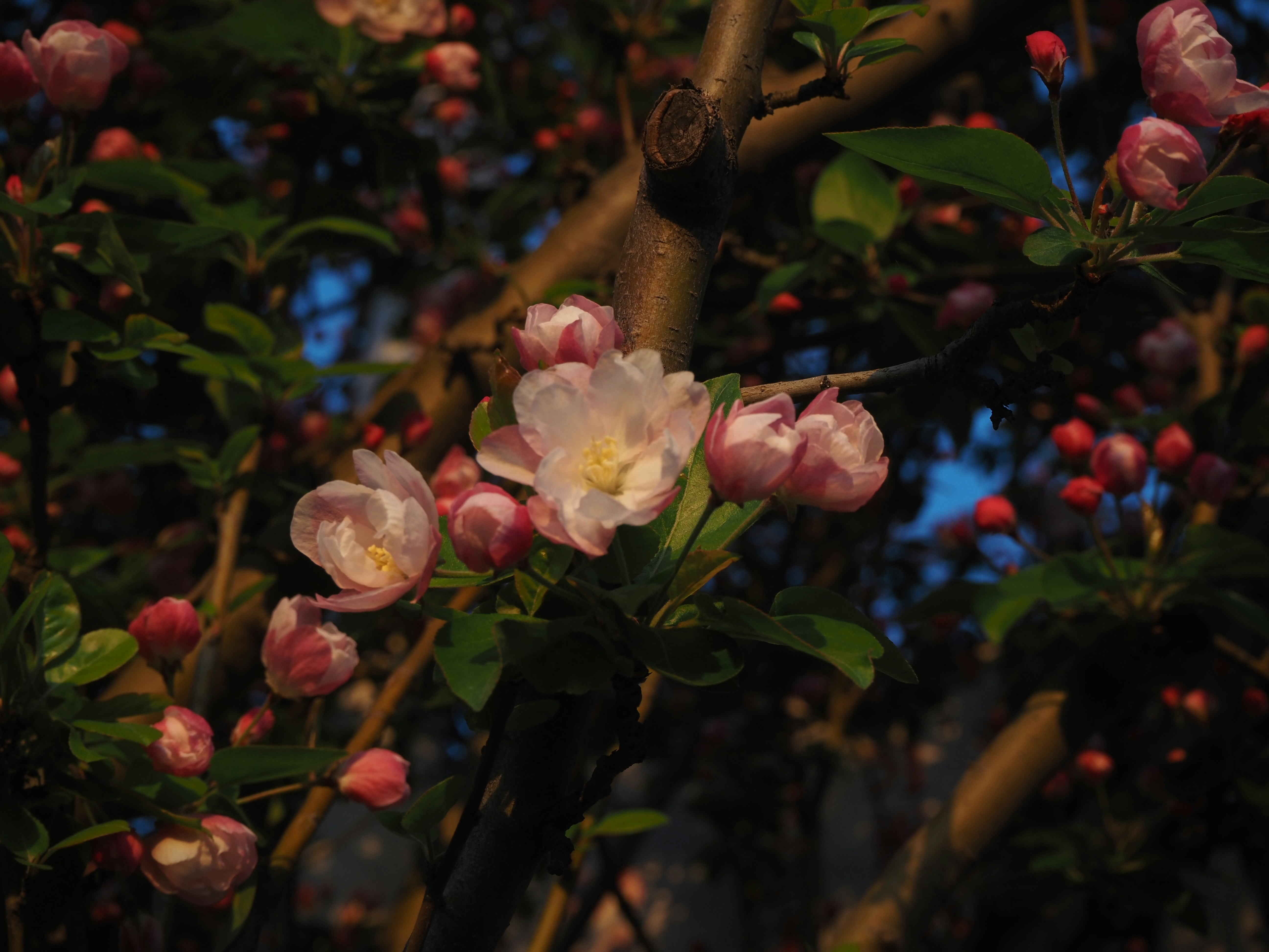 Blossoms in Shadow: A Quiet Orchard Moment