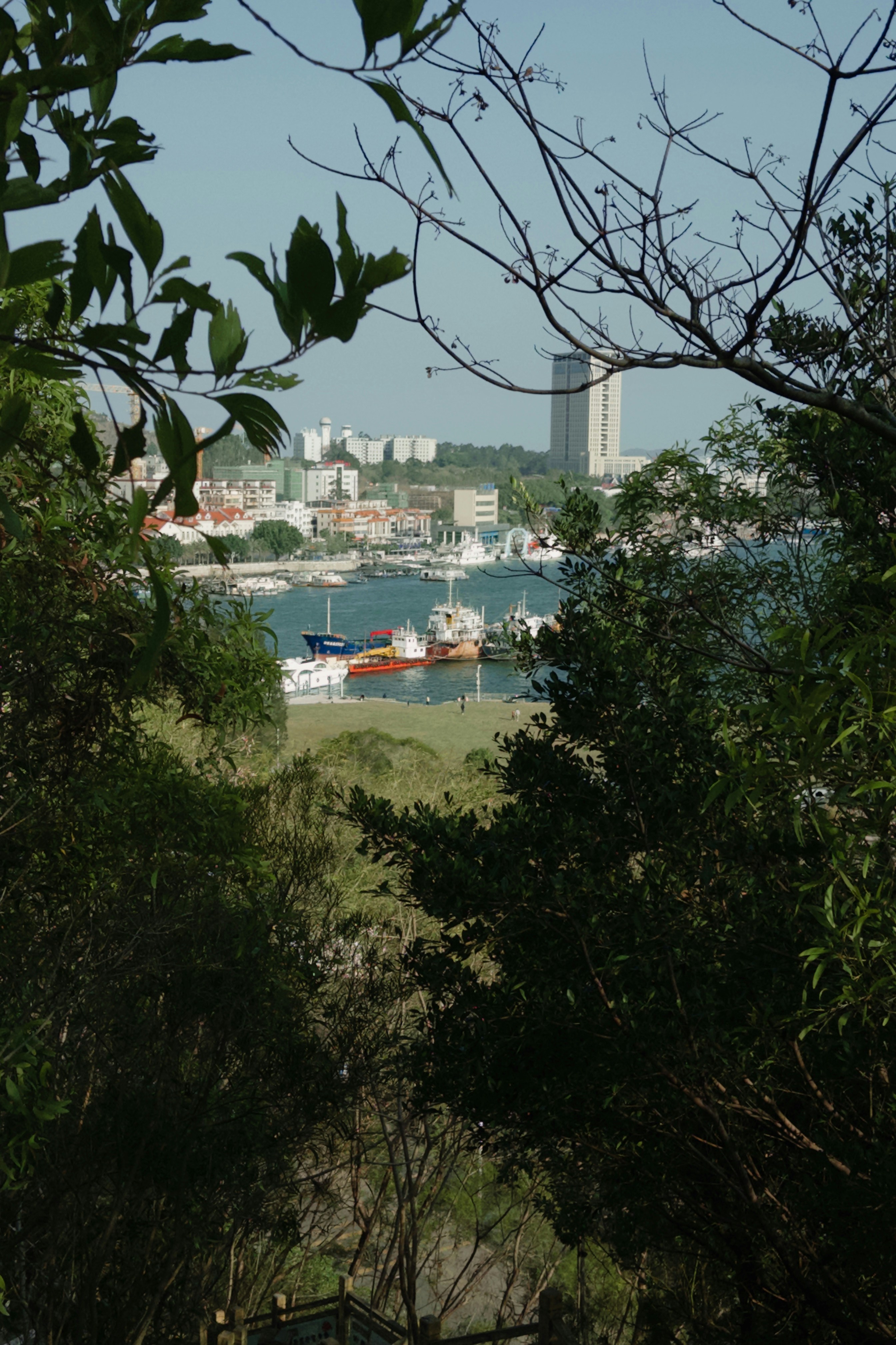 Harbor Vista Through Framing Foliage