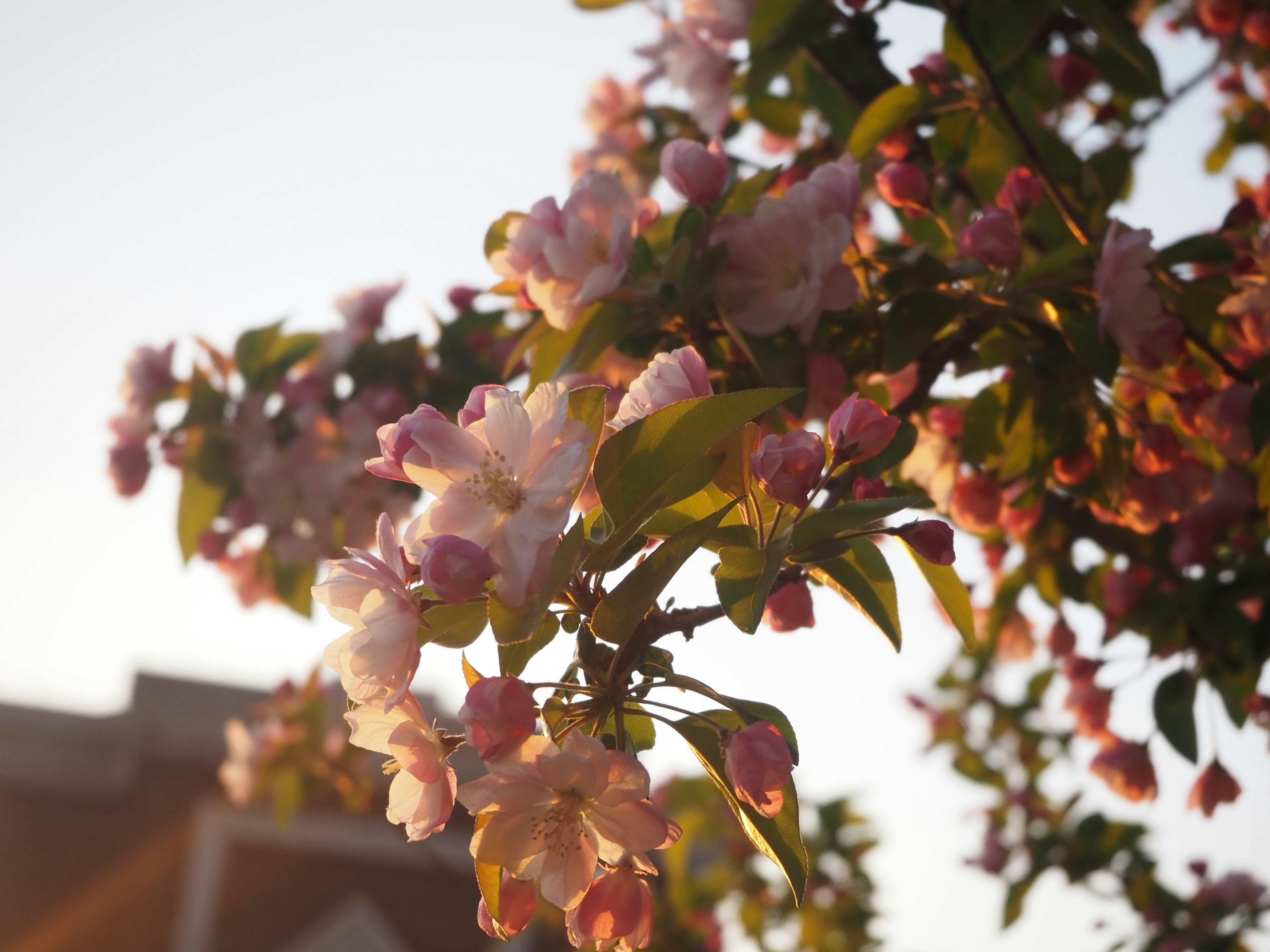 Soft Spring Bloom: Peach-Pink Blossoms in Warm Backlight
