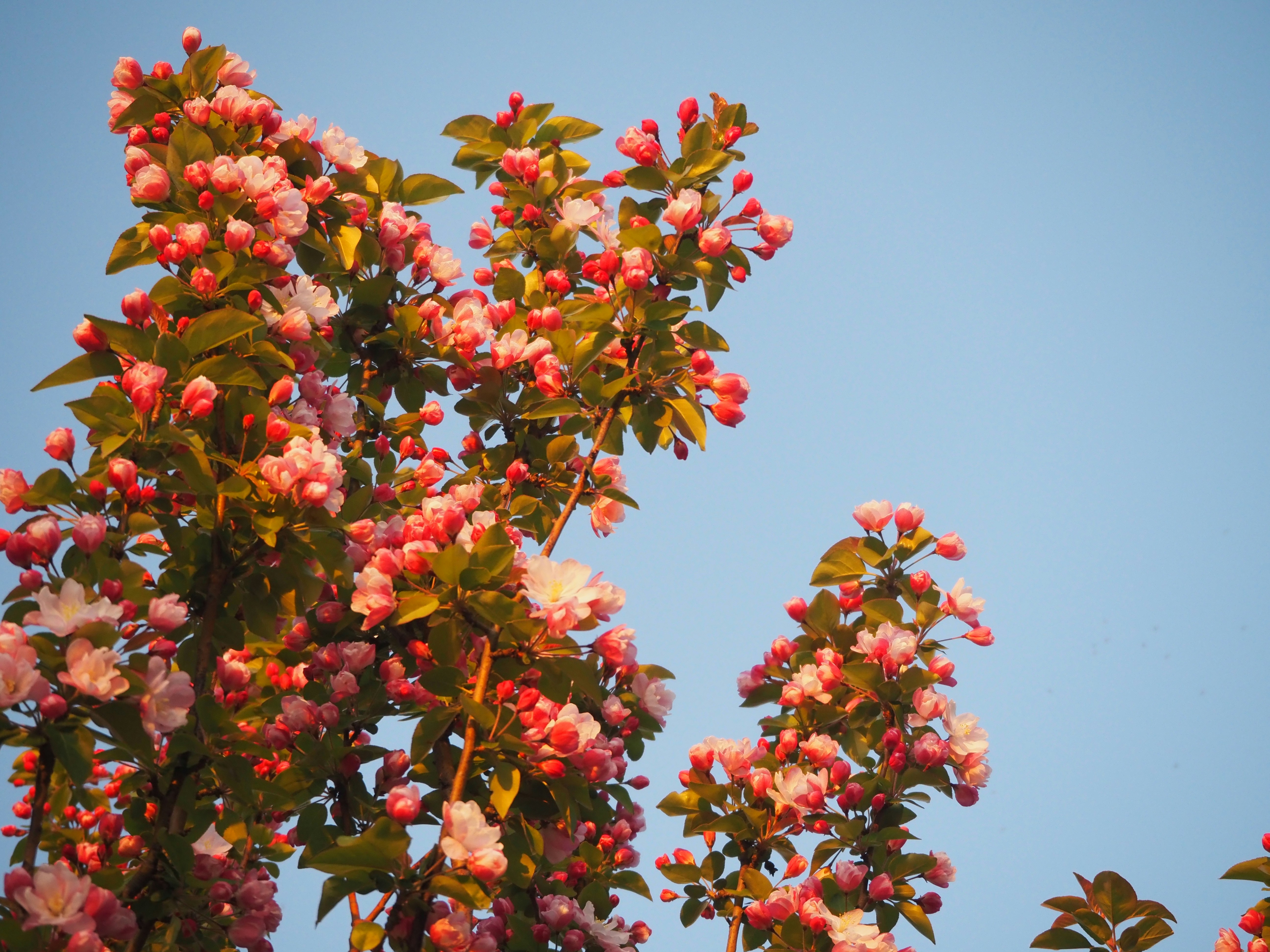 Pink Camellias Against a Clear Sky