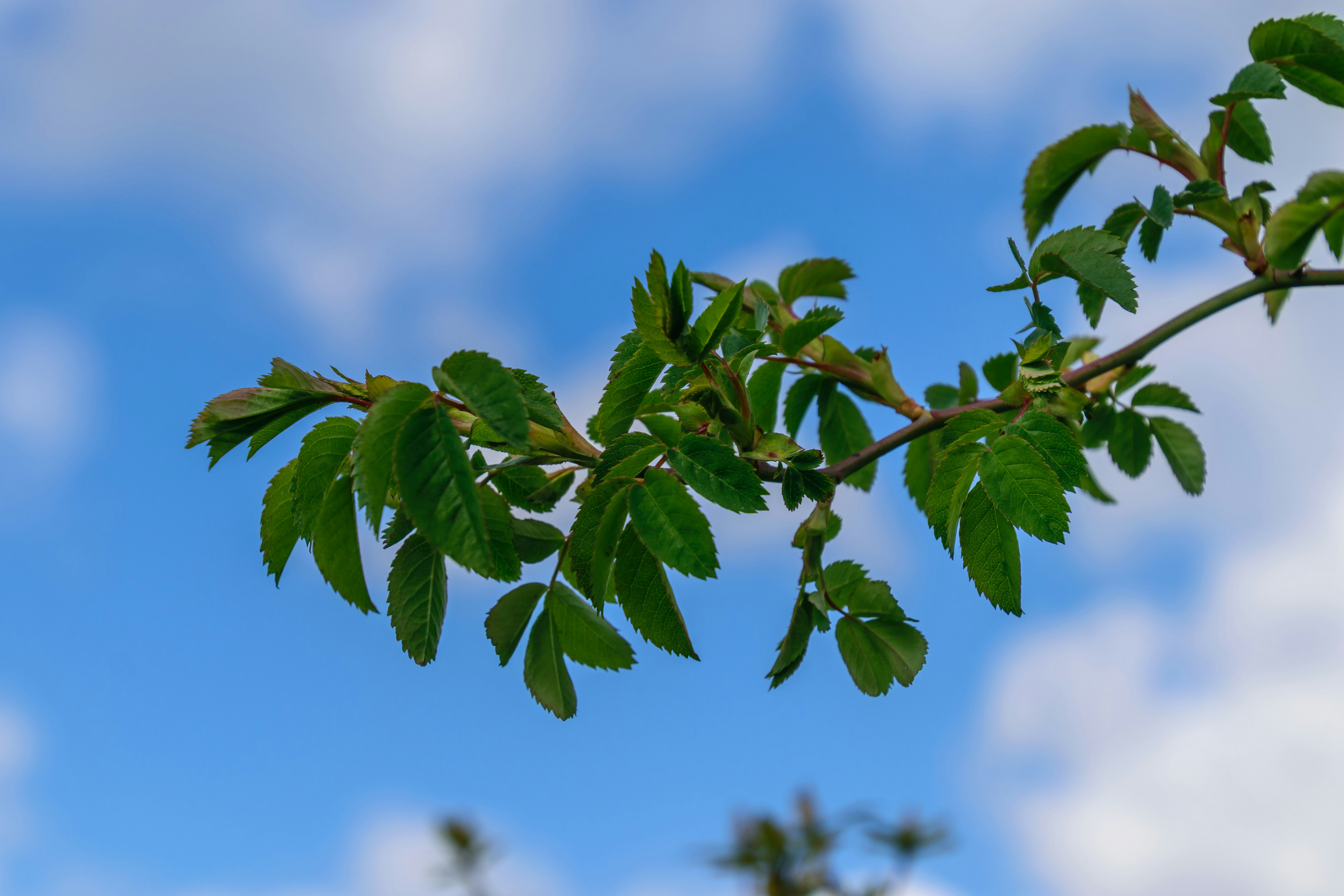 Branching Vigor: Fresh Greenery Against a Clear Sky