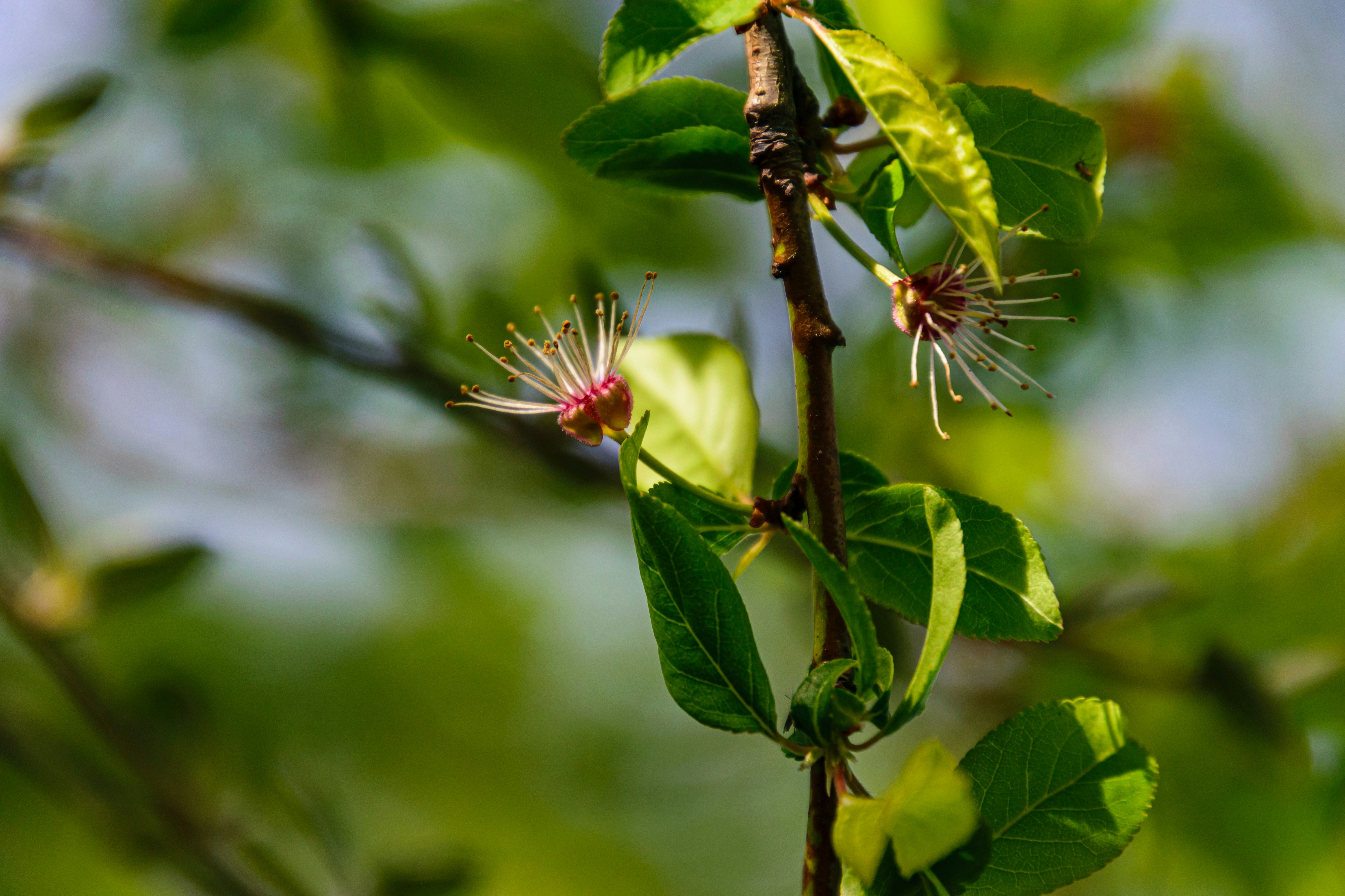 Blooming Stamen on a Sunlit Branch
