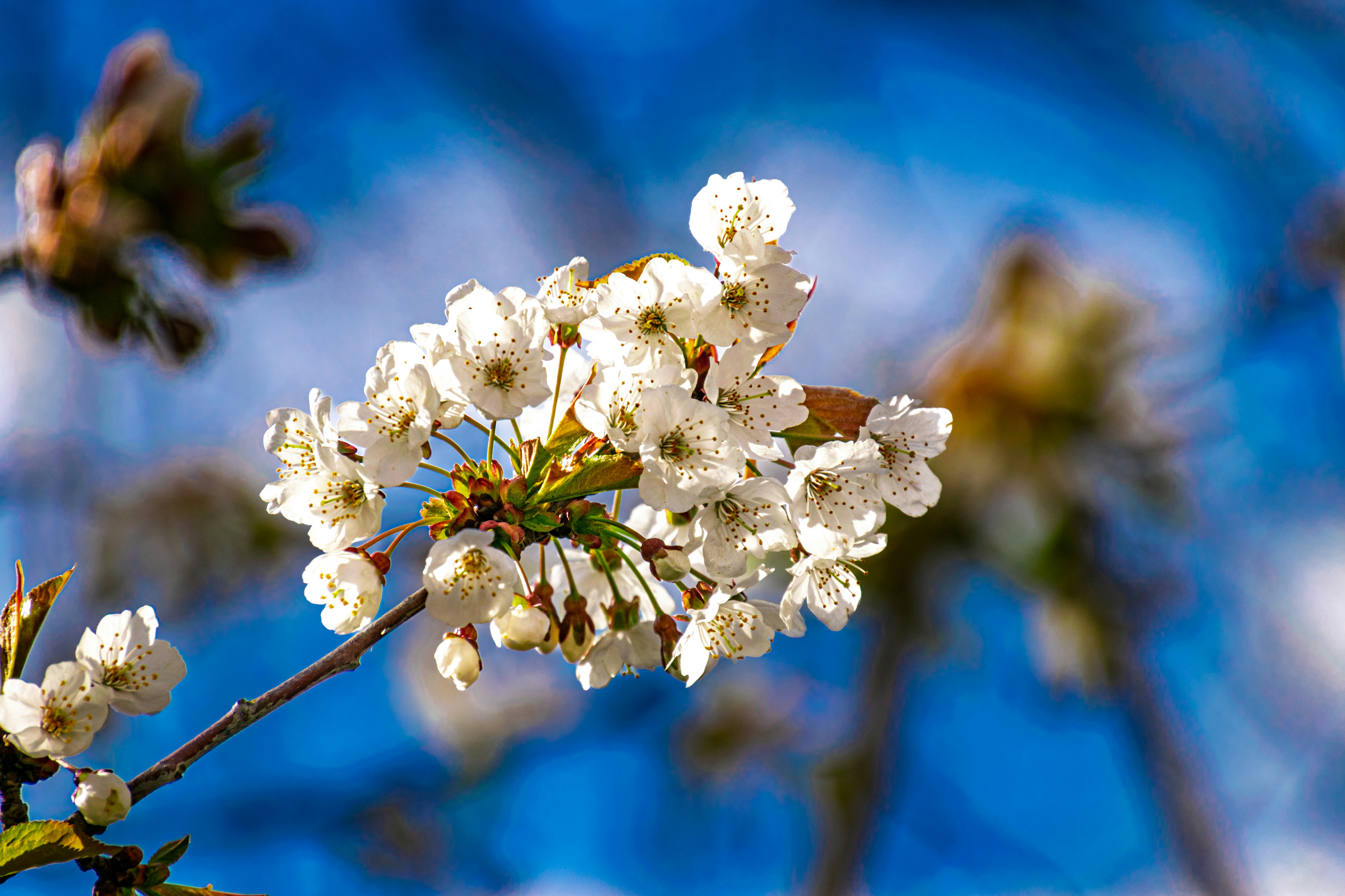 Blossoms in Focus: White Crown Against a Cerulean Sky