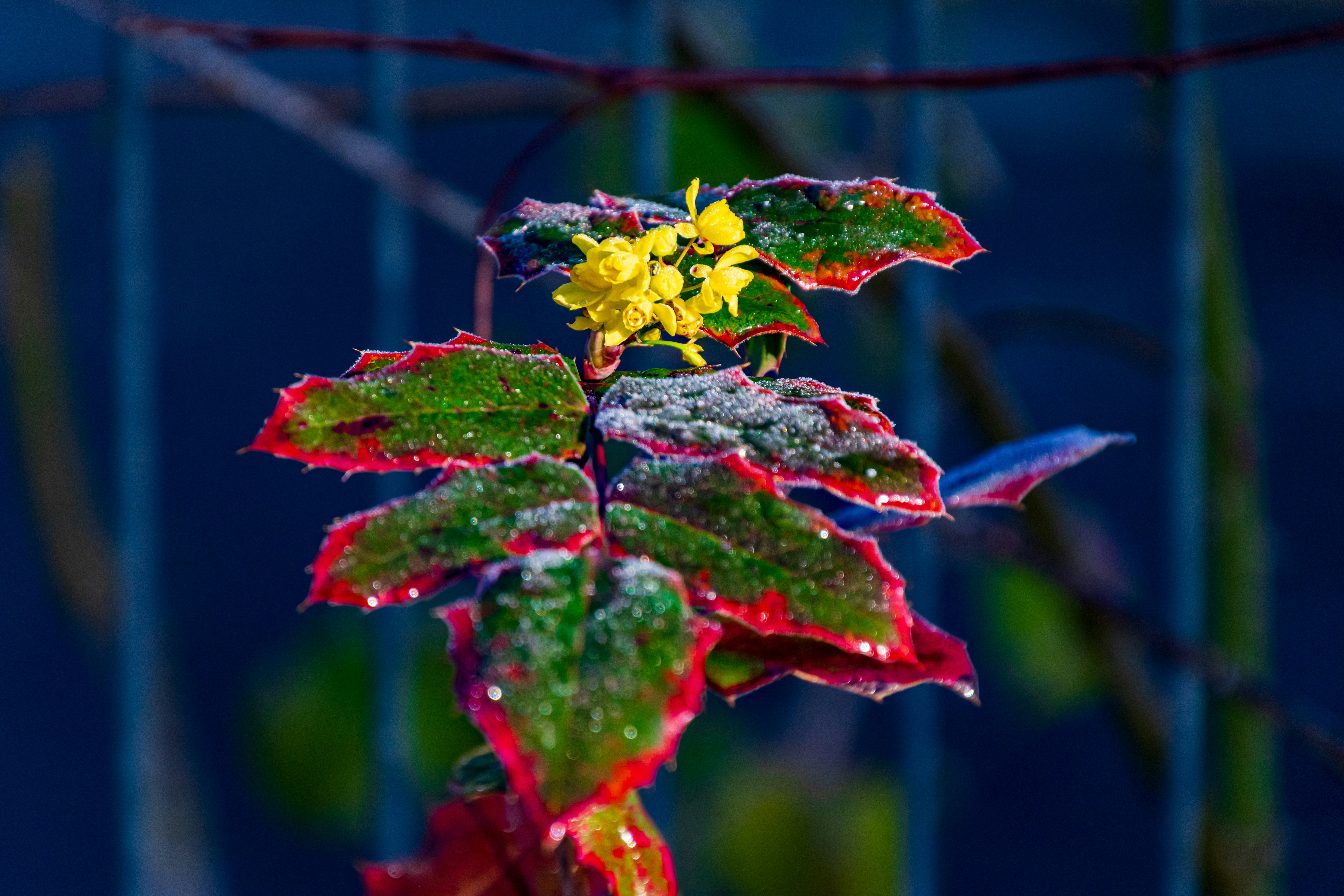 Bright yellow bloom atop a red-edged leaf set against a dark blue background; a close-up of plant life highlighting dew-like droplets and vivid color contrasts.