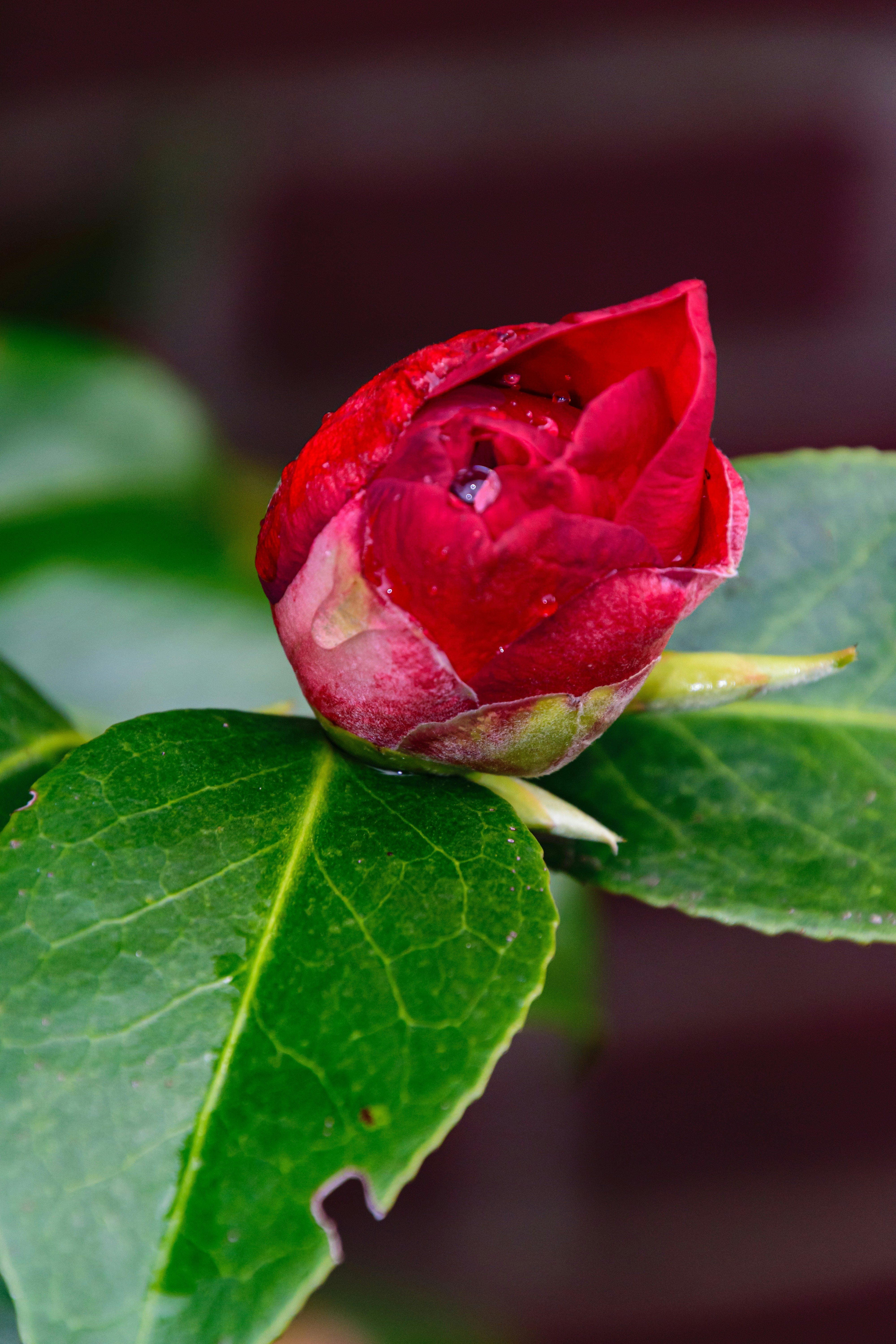 Emerald Leaf Emblem: A Crimson Bud in Focus
