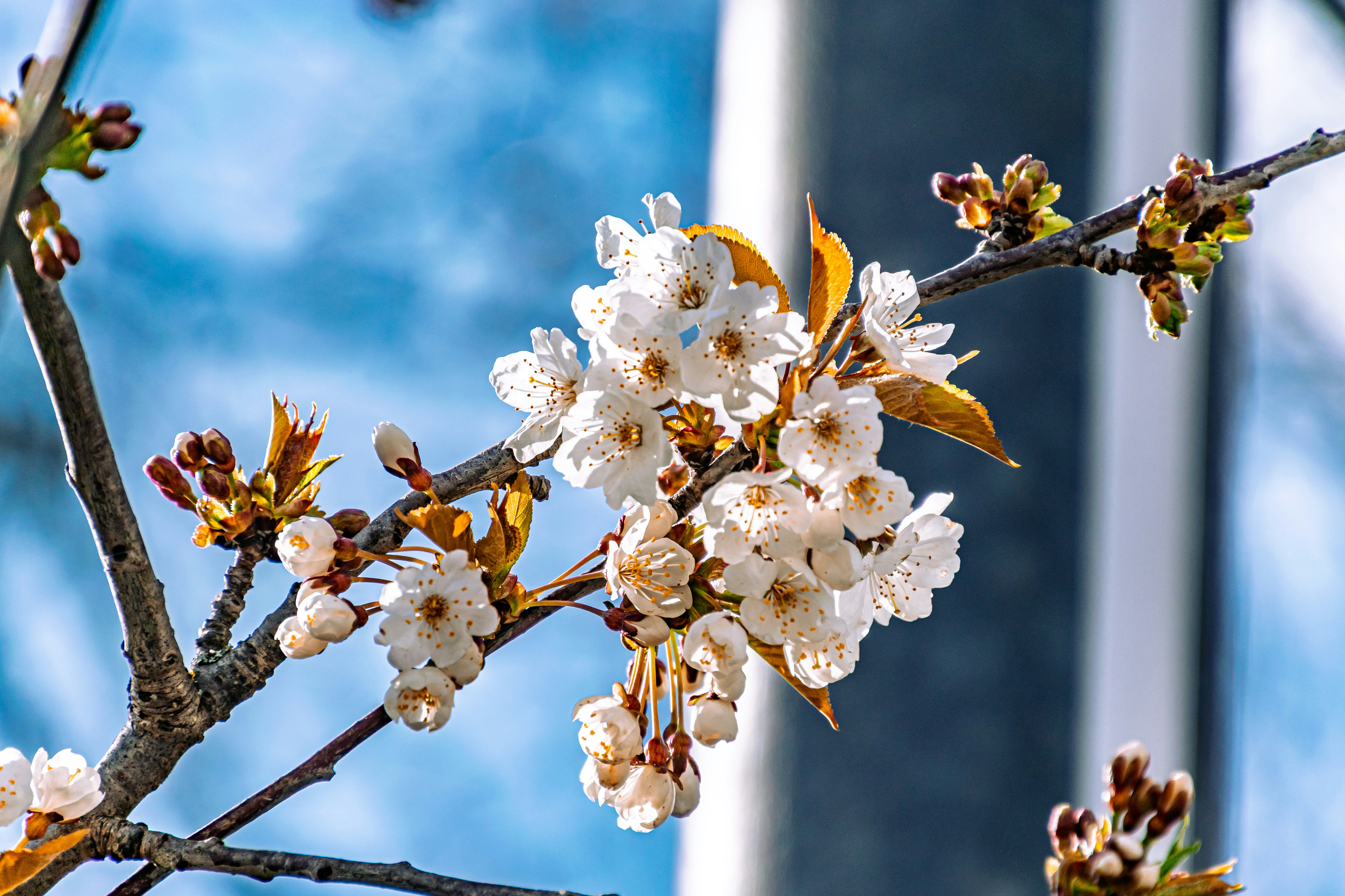  blossoms in sharp bloom against a neon sky