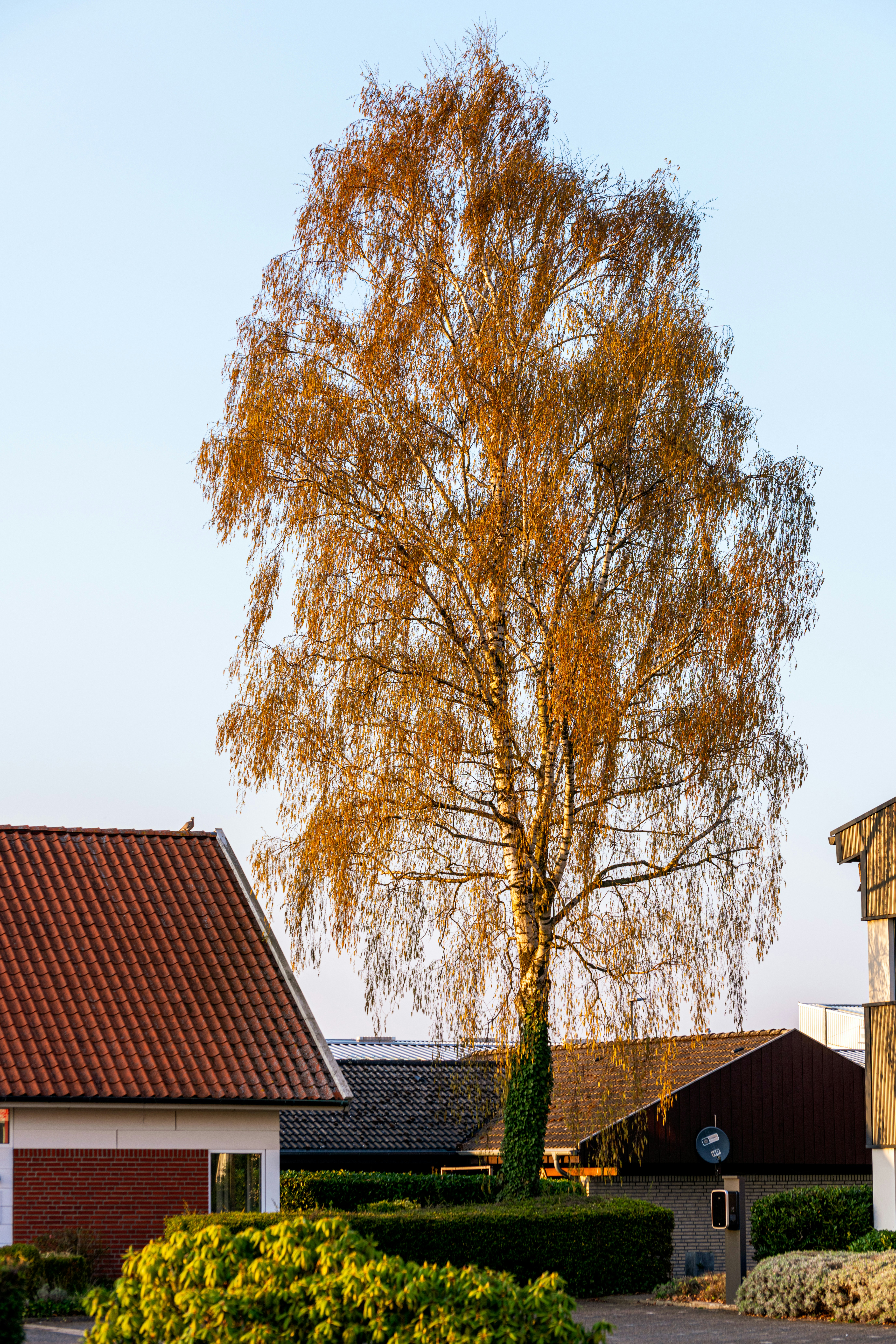 Willow Stand In a Quiet Suburbanyard at Golden Hour