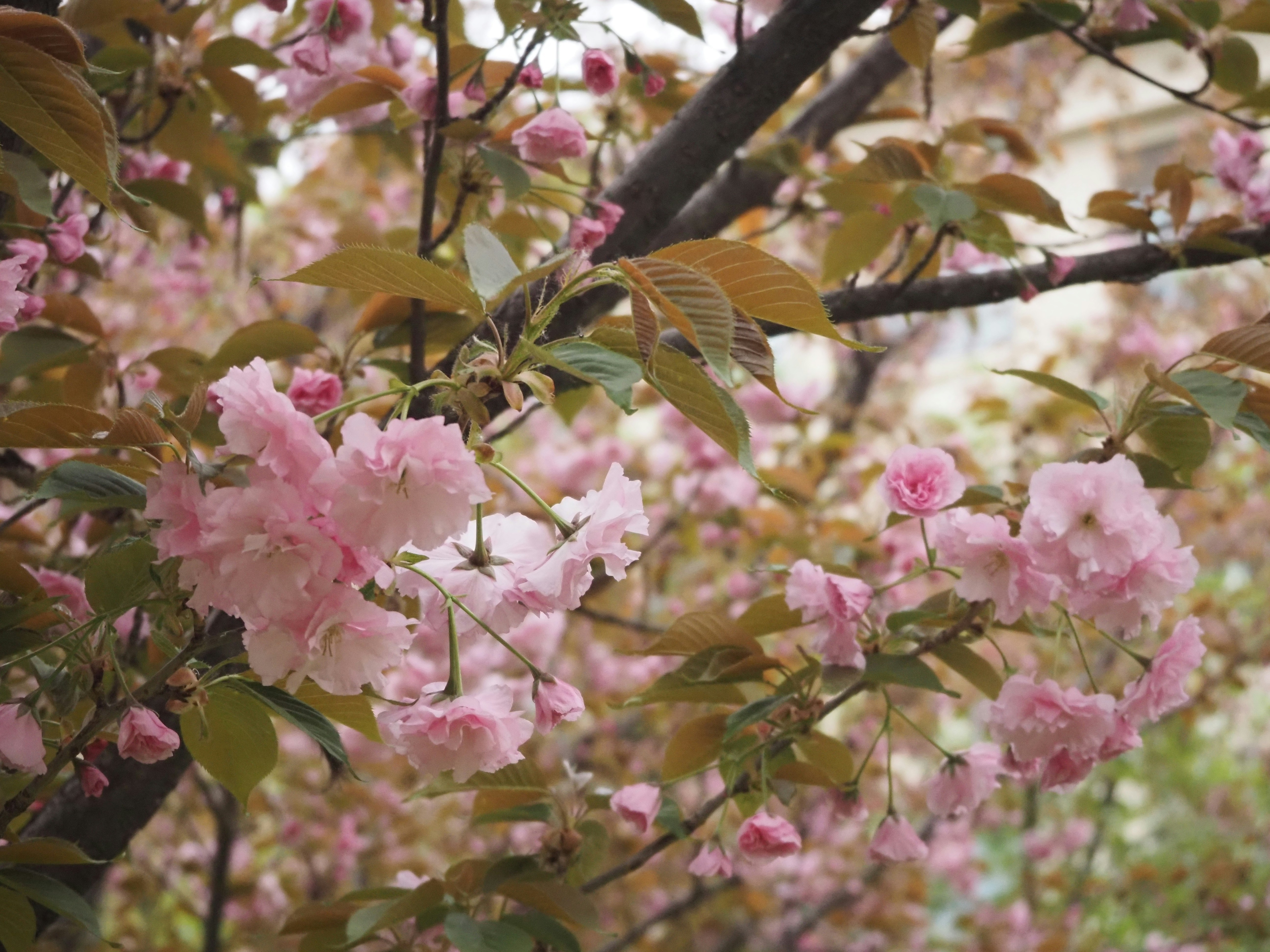 Pink Sakura Cascade: Soft Focus Blooms in Gentle Light