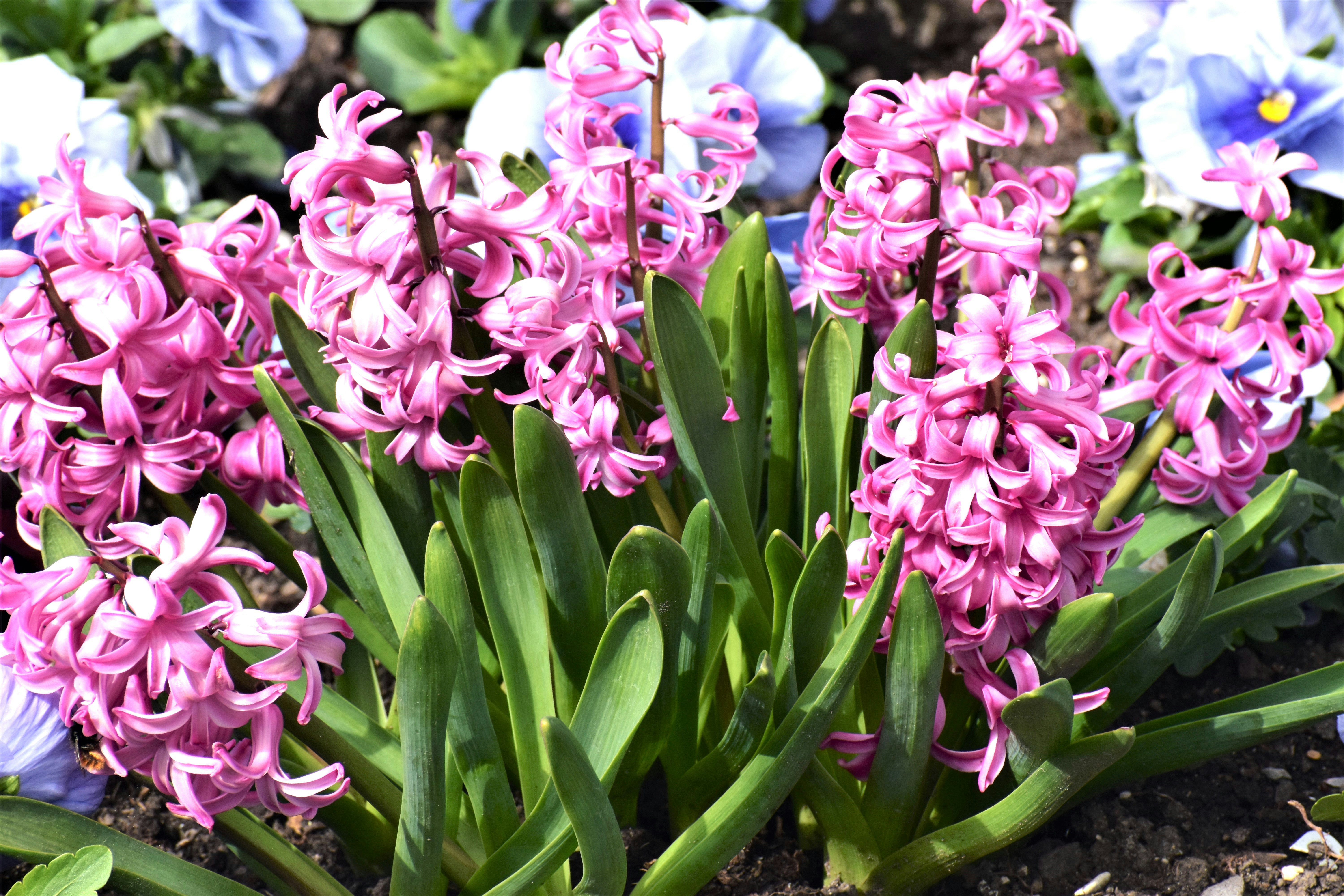 Pink Hyacinth Frame: Sunlit Cluster Amid Green Foliage