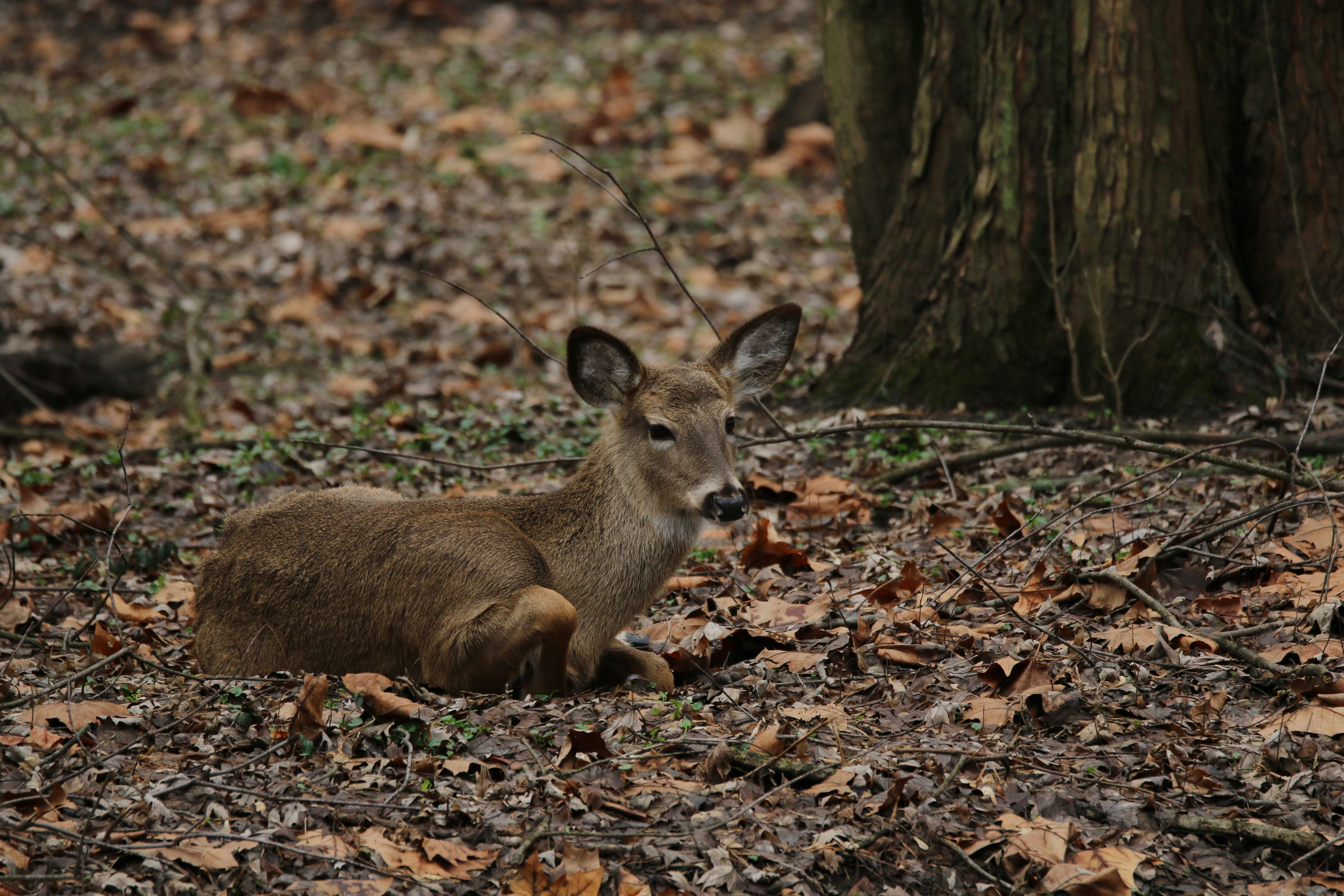 Sentry in the Leaf-Litter: A Fawn-Backed Deer Resting</>