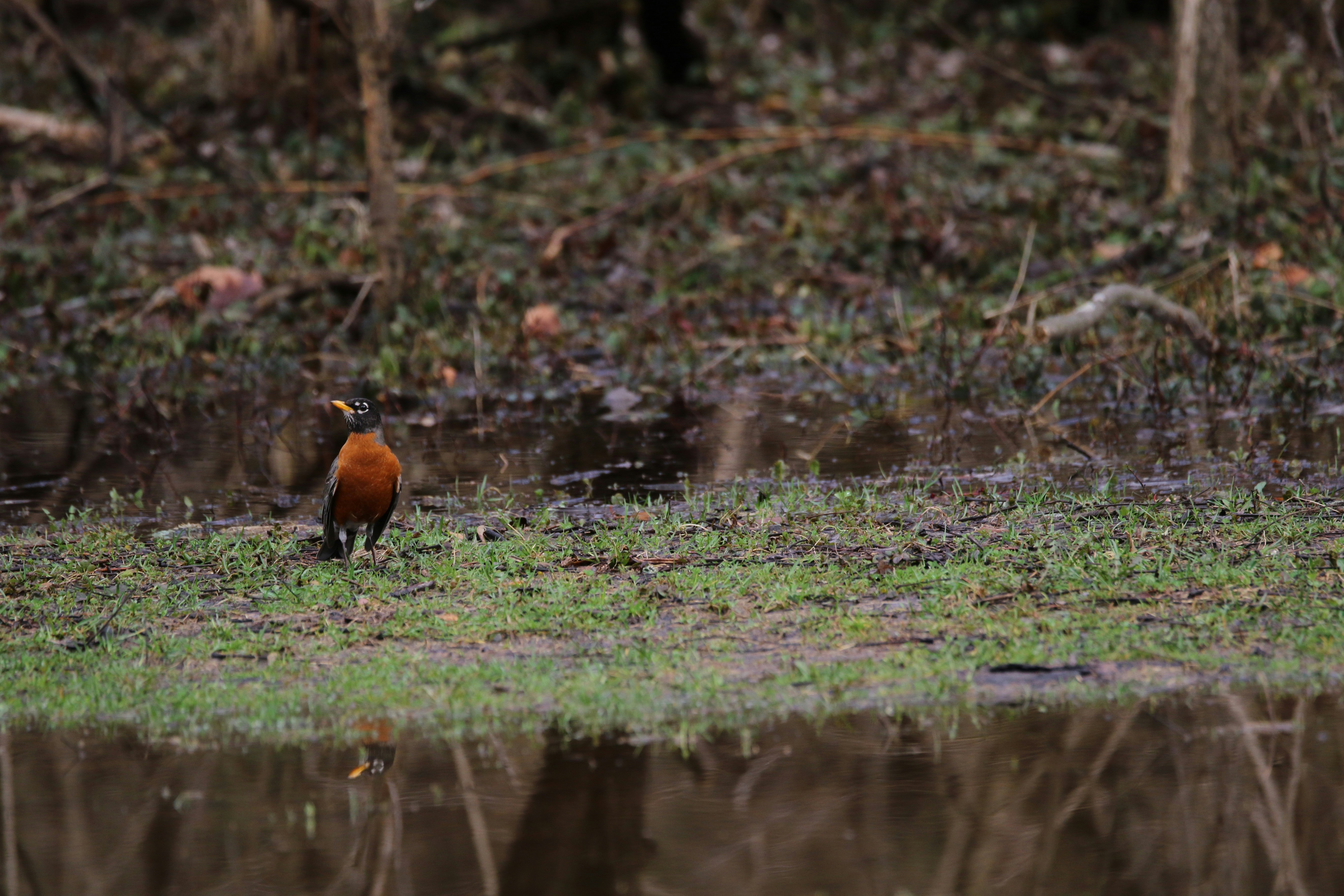 Orange-breasted Shorebird at the Water's Edge