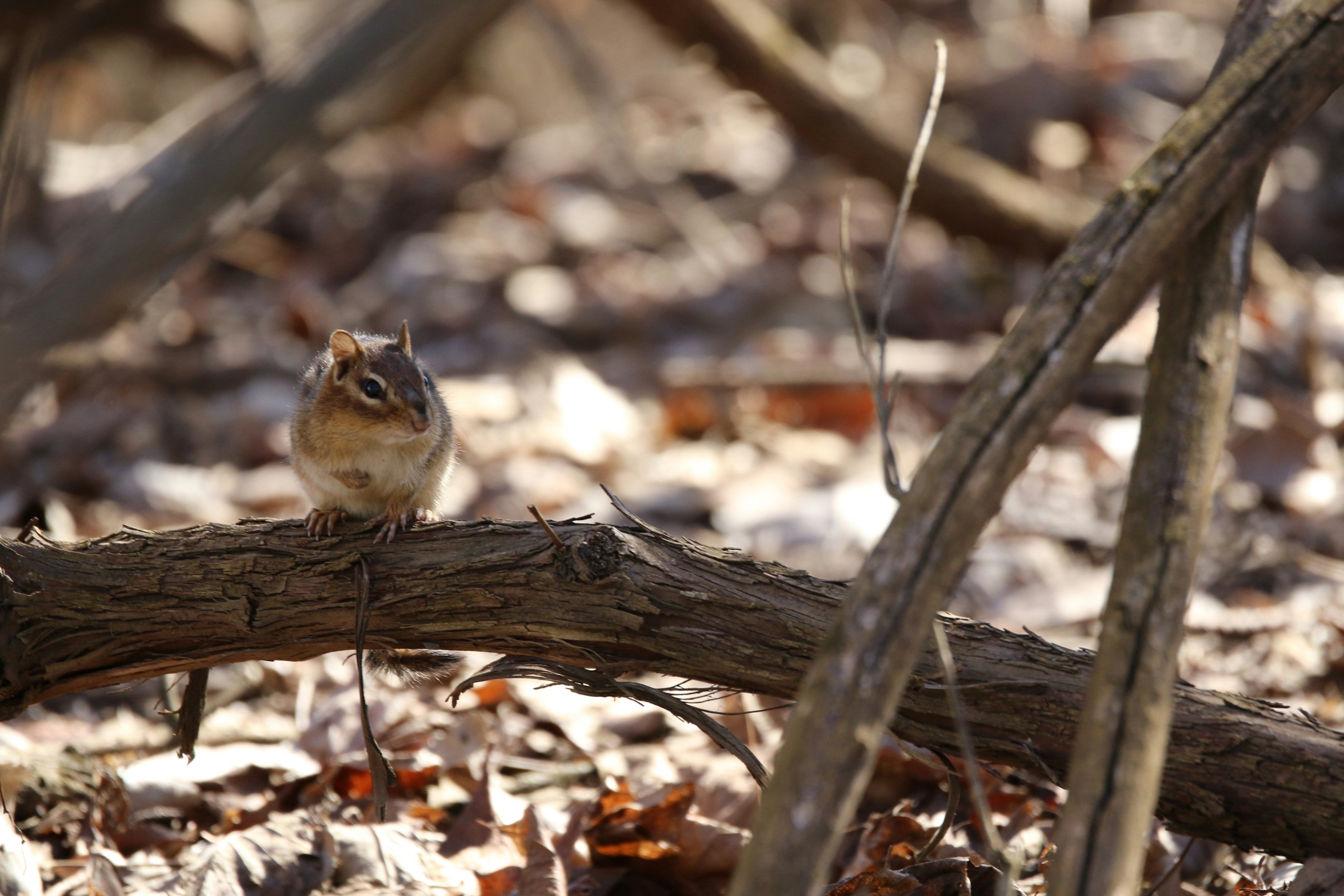 Hidden Songbird Perched on a Cracked Branch