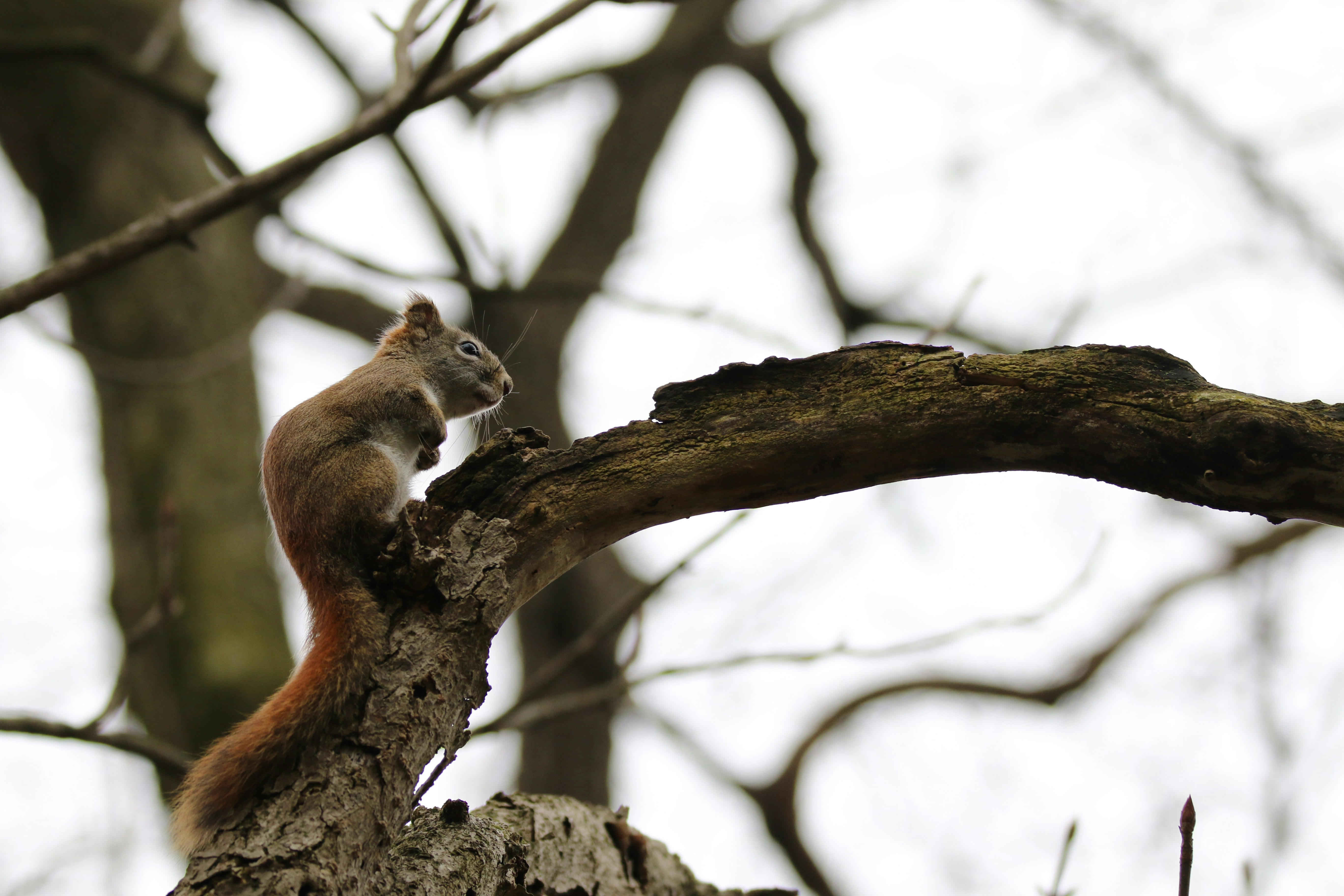 Squirrel Sentinel on a Weathered Branch
