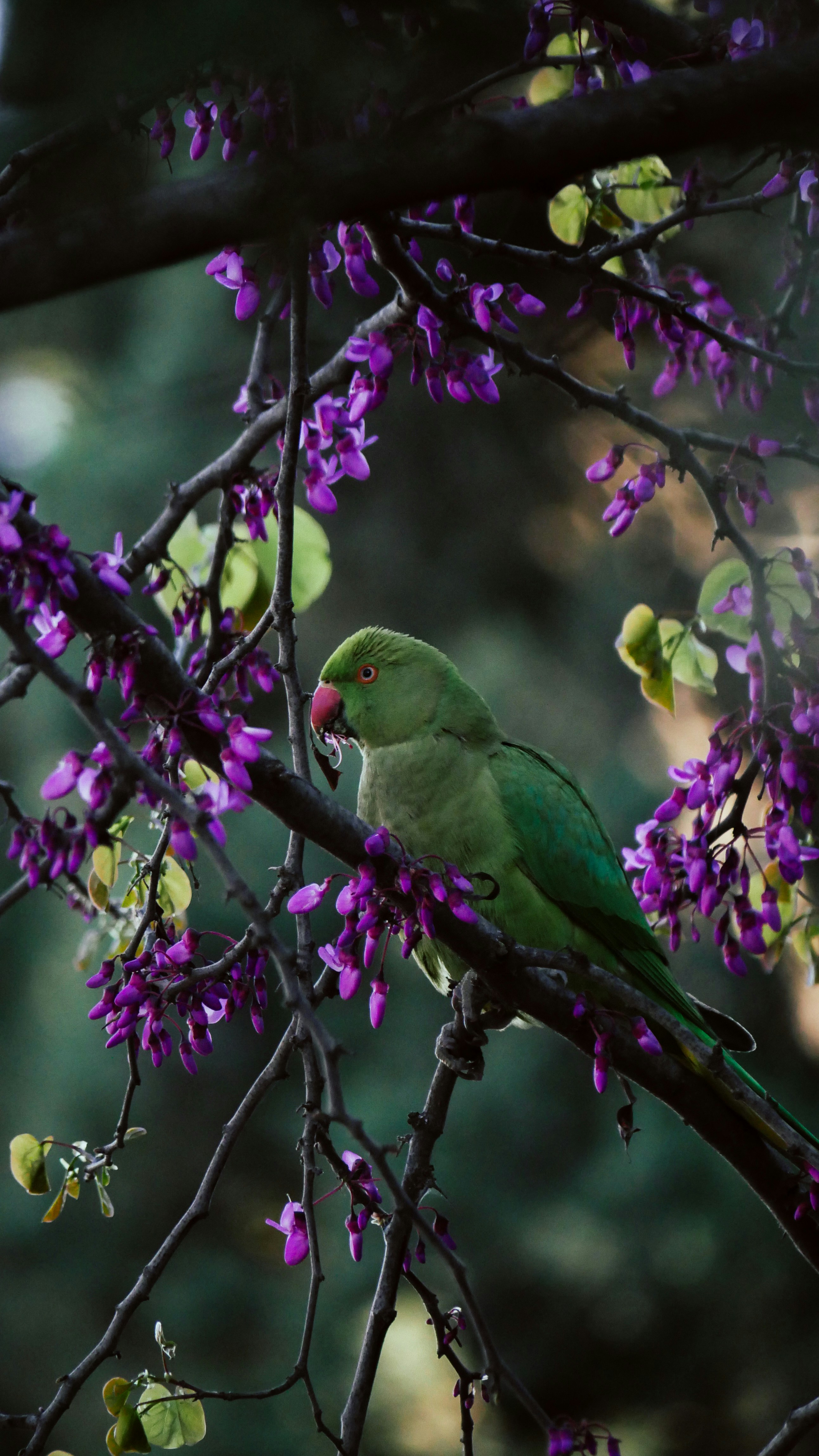 Emerald Parrot Among Violet Blooms
