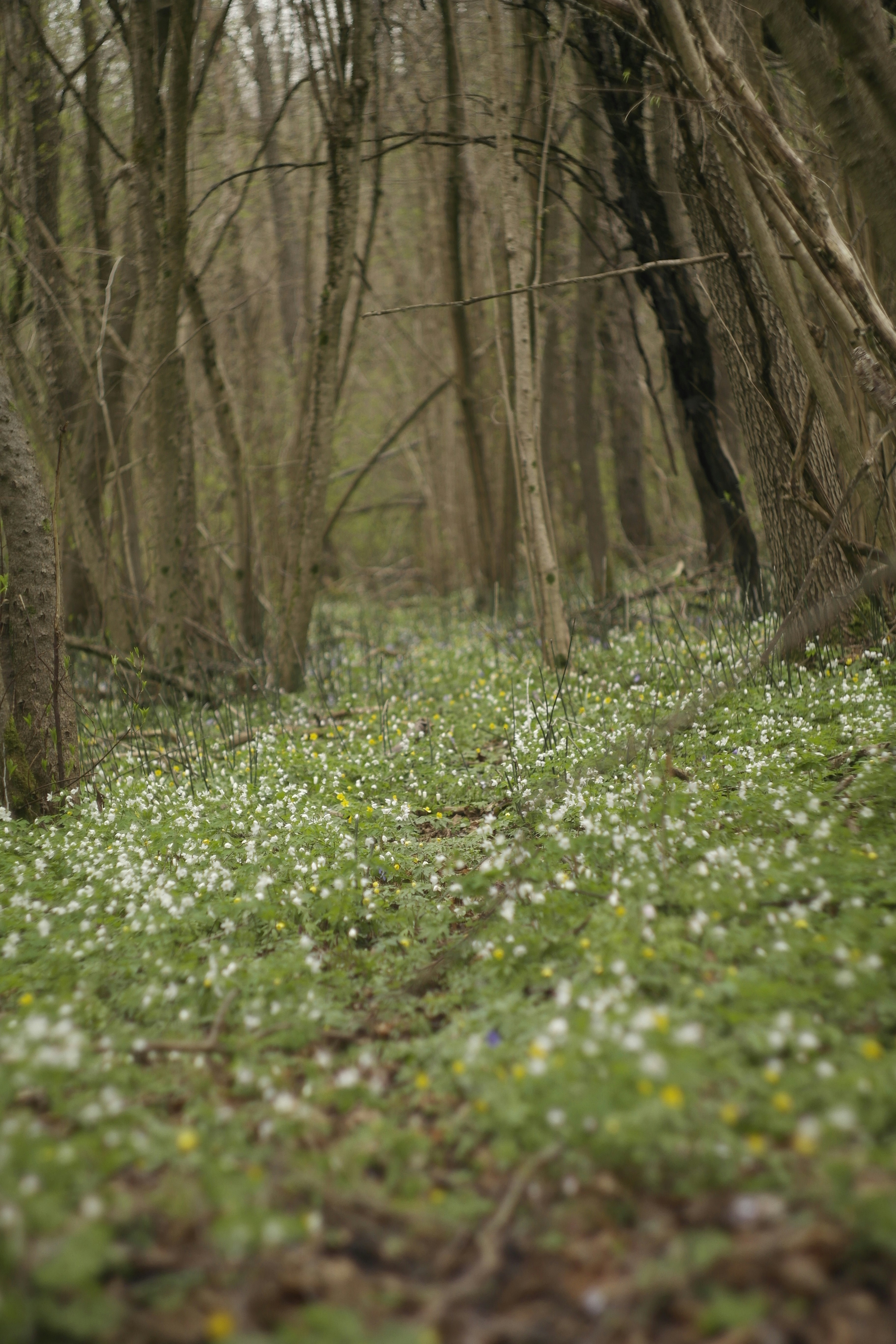 Wildflower Aisle in the Quiet Woodland