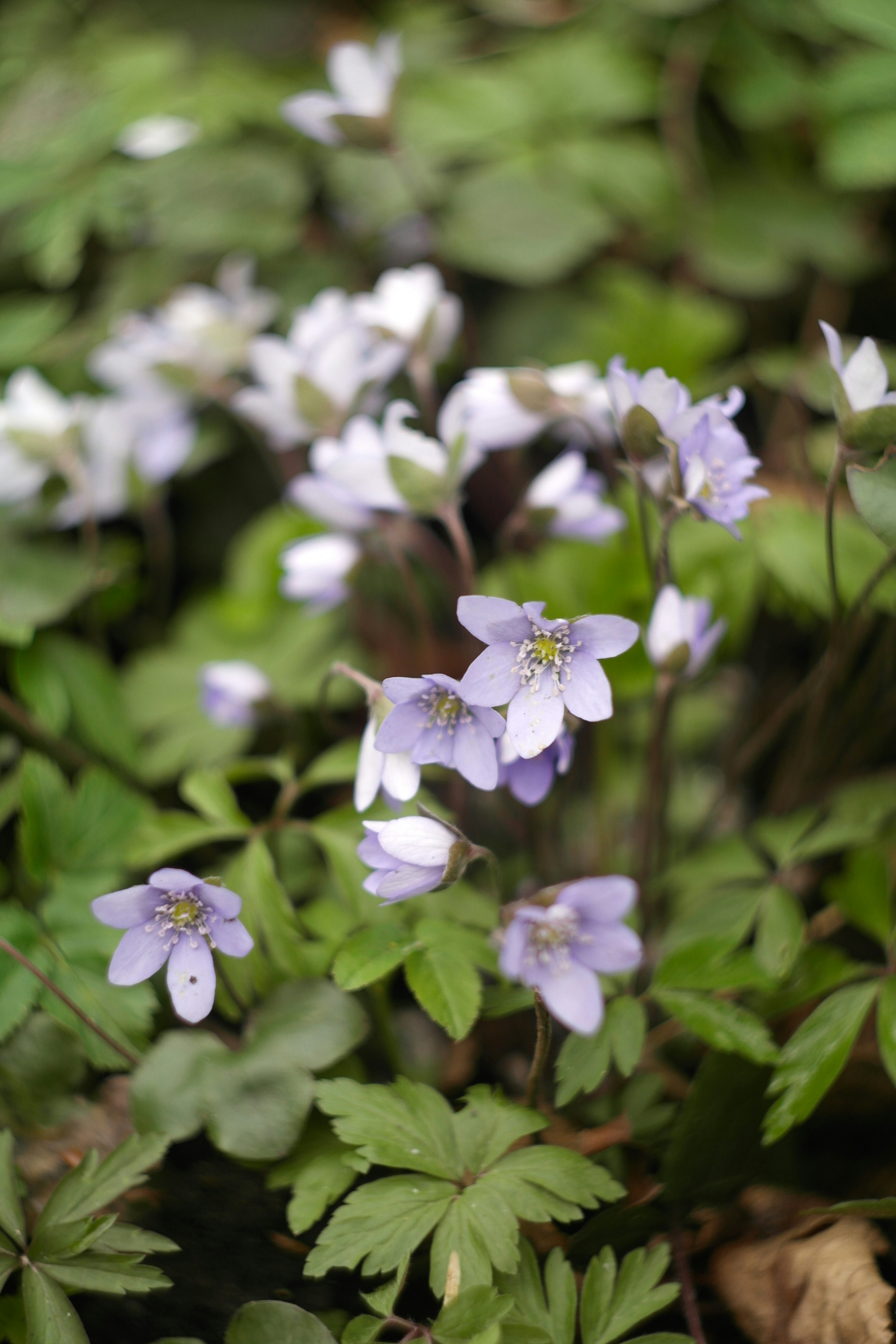 Lavender Blooms in Soft Focus Garden Bed