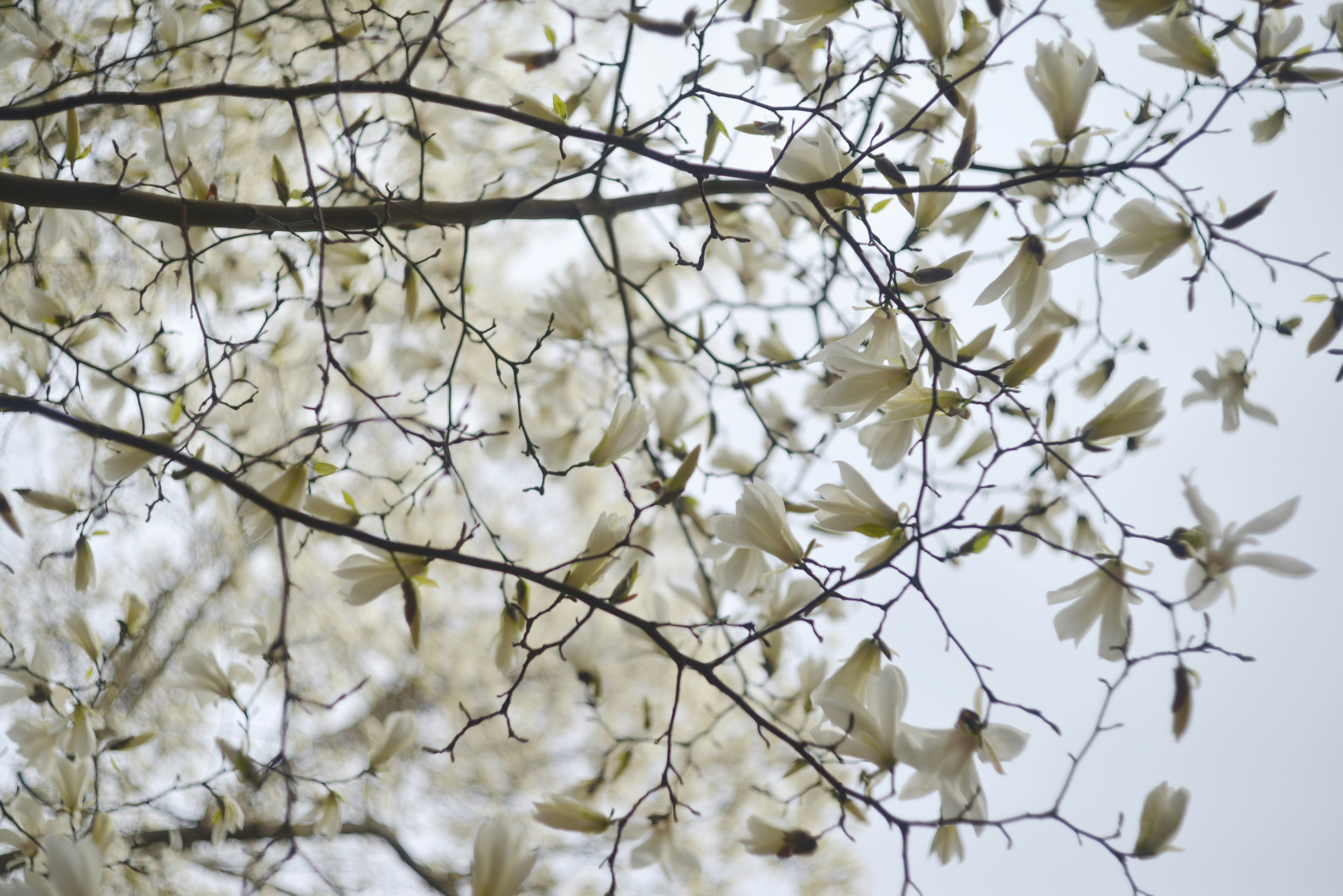 Spring Silence: White Blossoms Against a Pale Sky