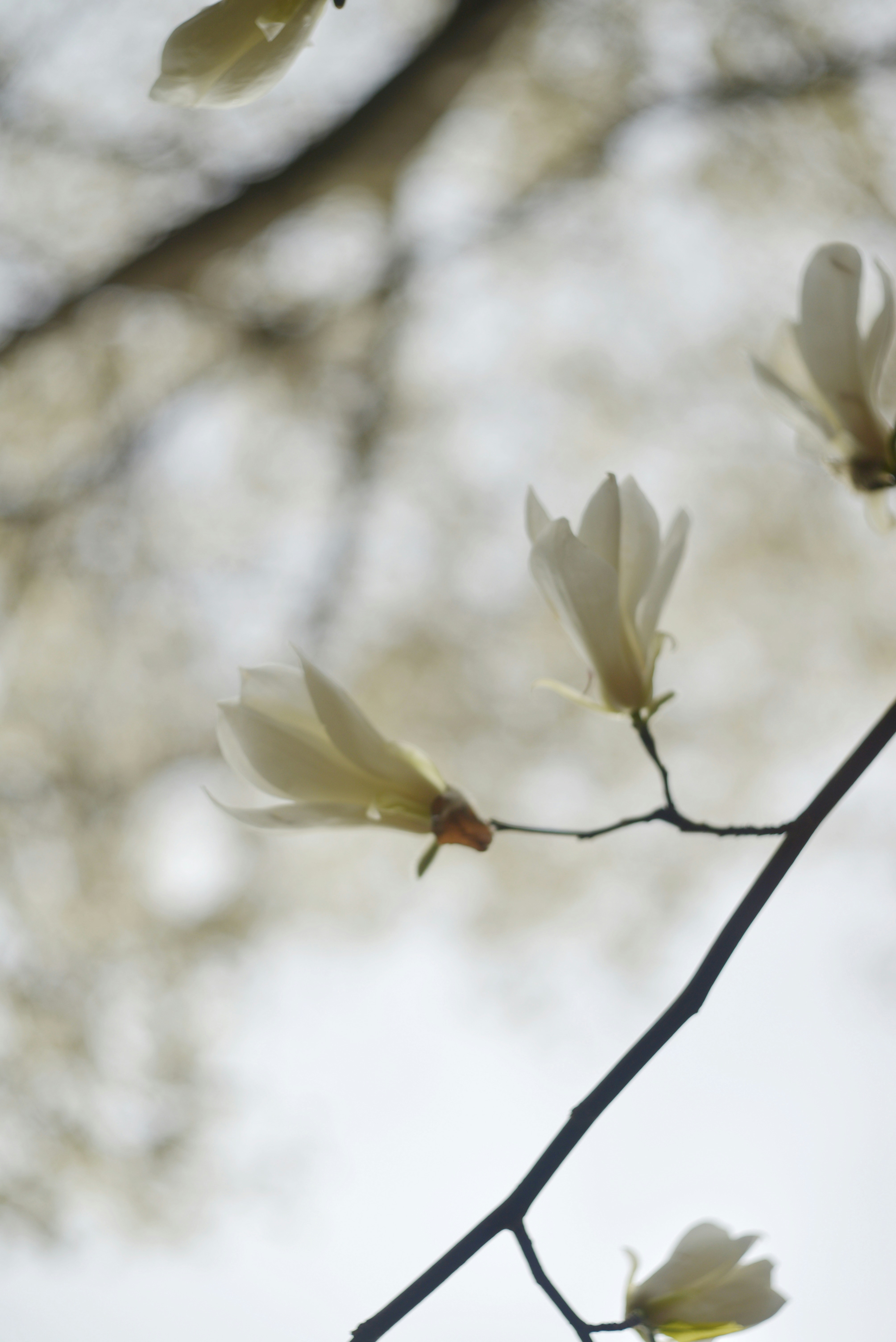 Blooming Magnolia Branch Reaching Toward the Sky
