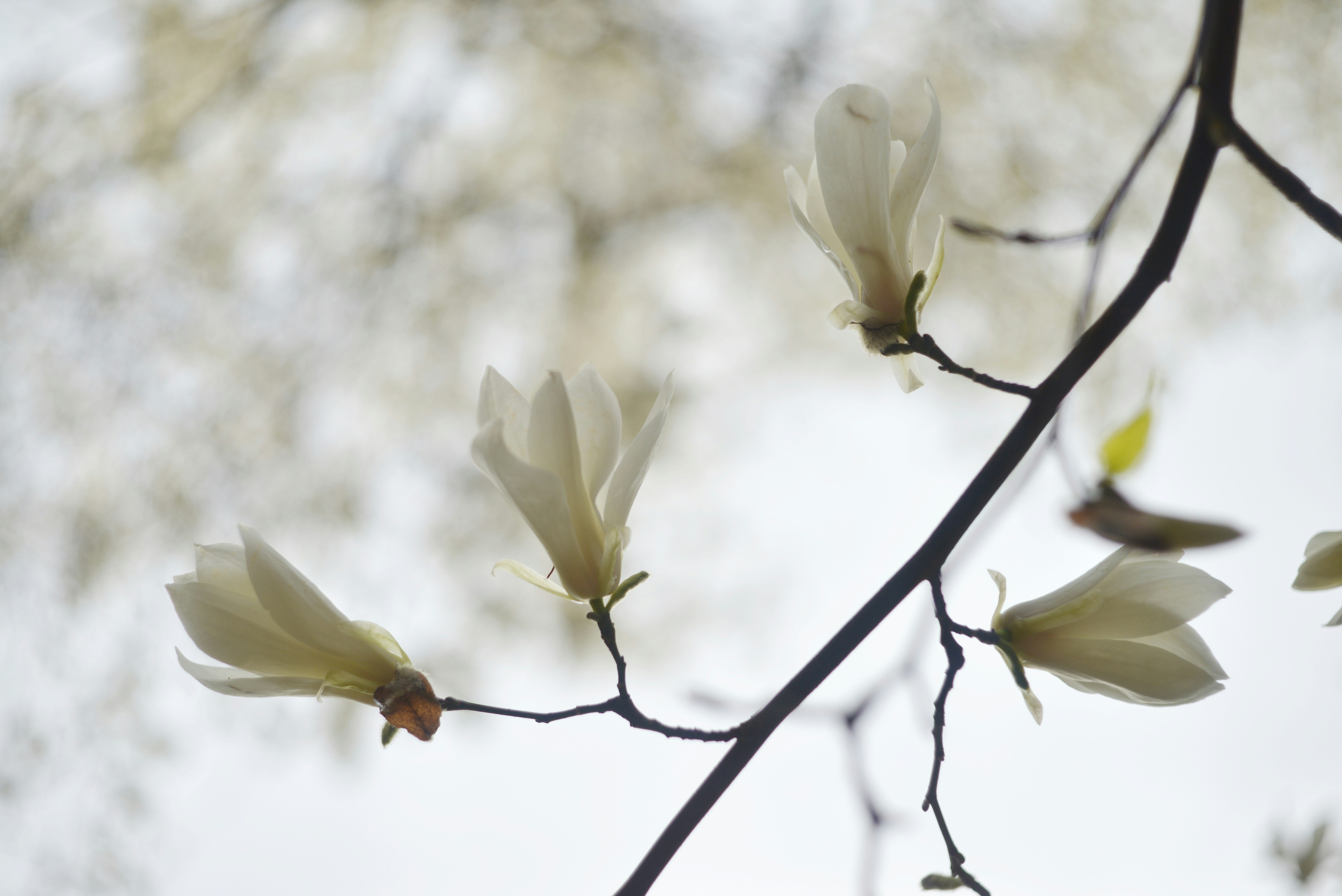 Tender Magnolia Branches Reaching Toward the Sky