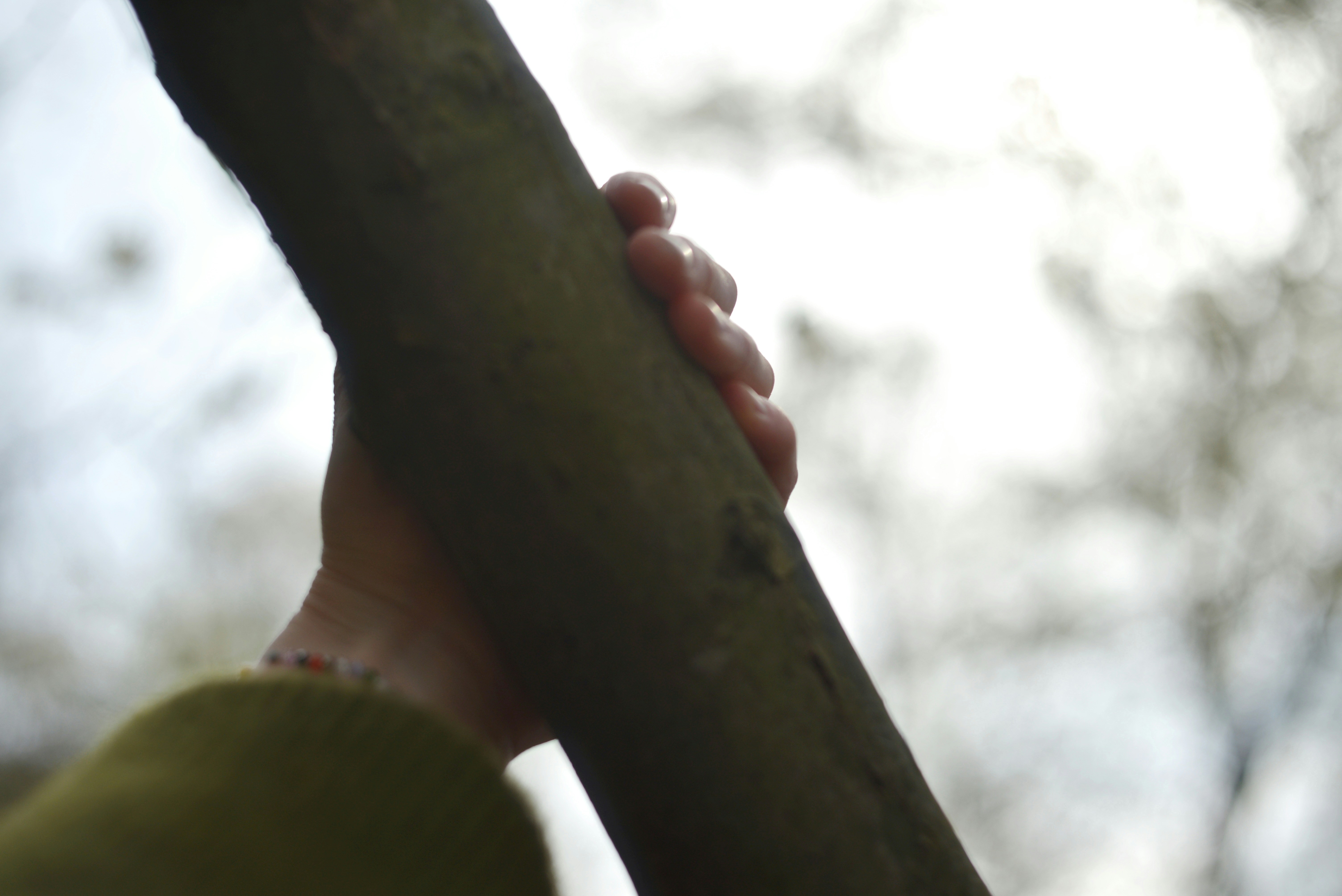 Hand Grip Climbing a Tree: A Quiet Moment in Soft Focus