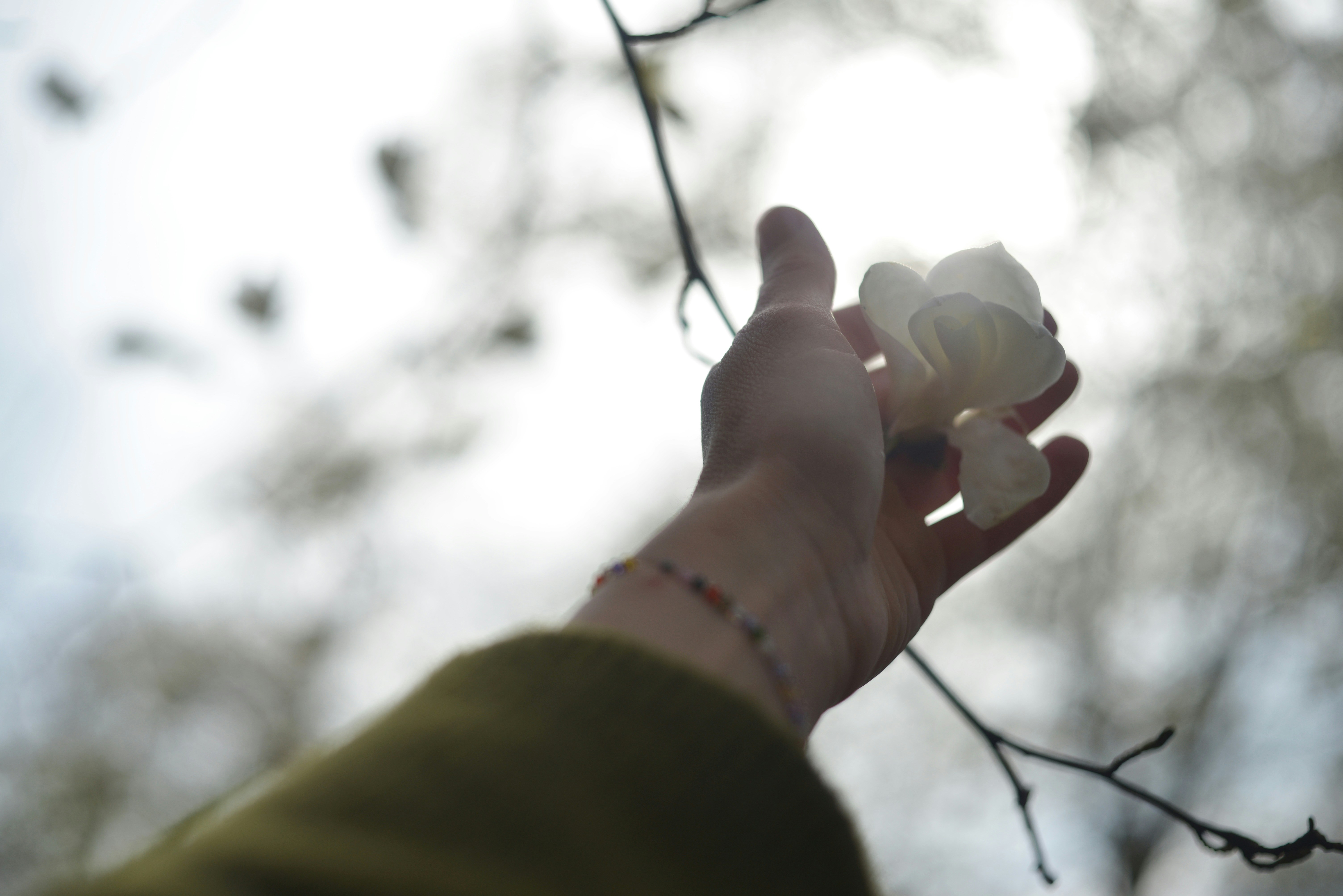 Blooming Reach: A Hand Tenderly Grasping a White Blossom Against a Soft Sky