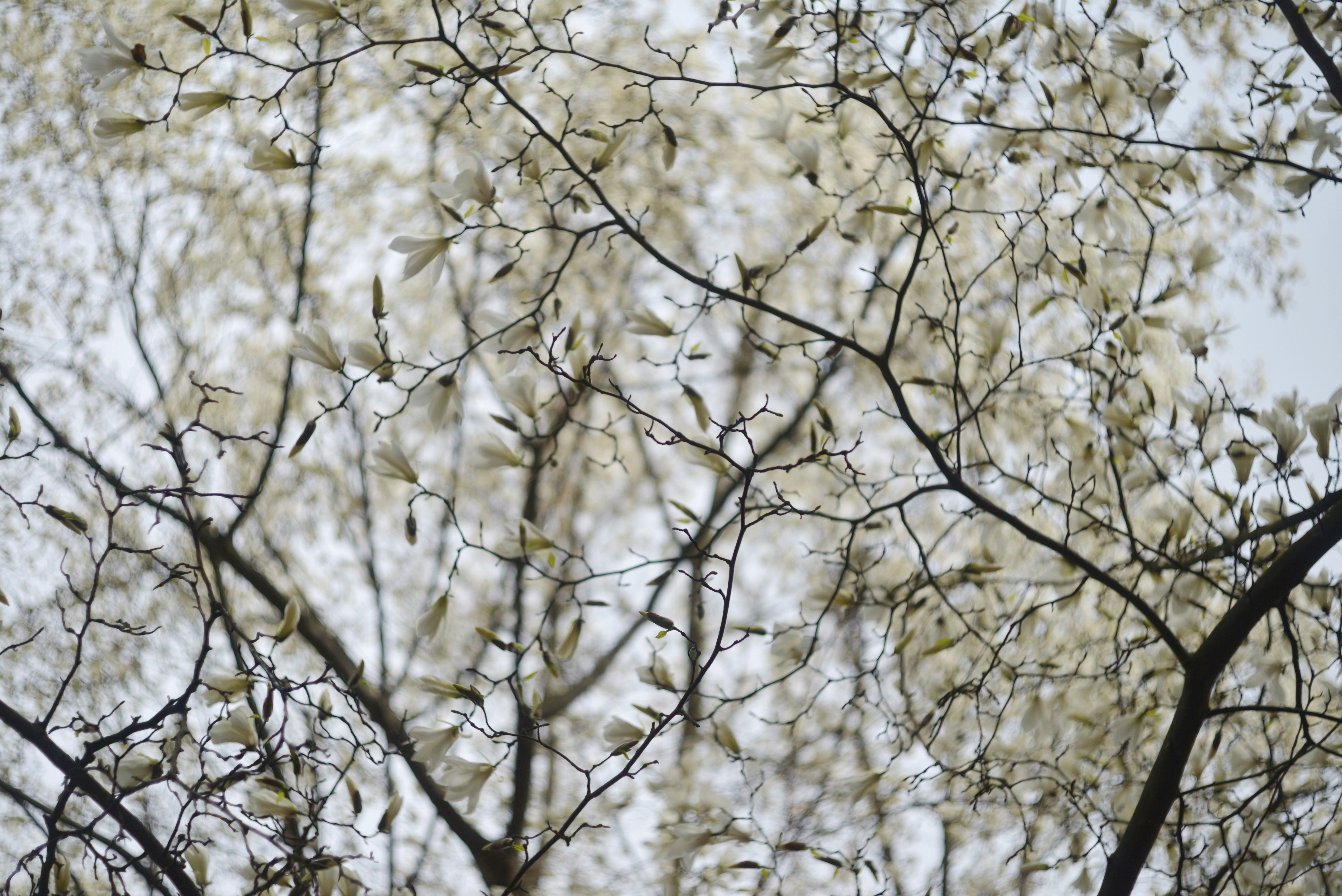 Beneath a Quiet Canopy: Bare Branches Against Soft Spring Light