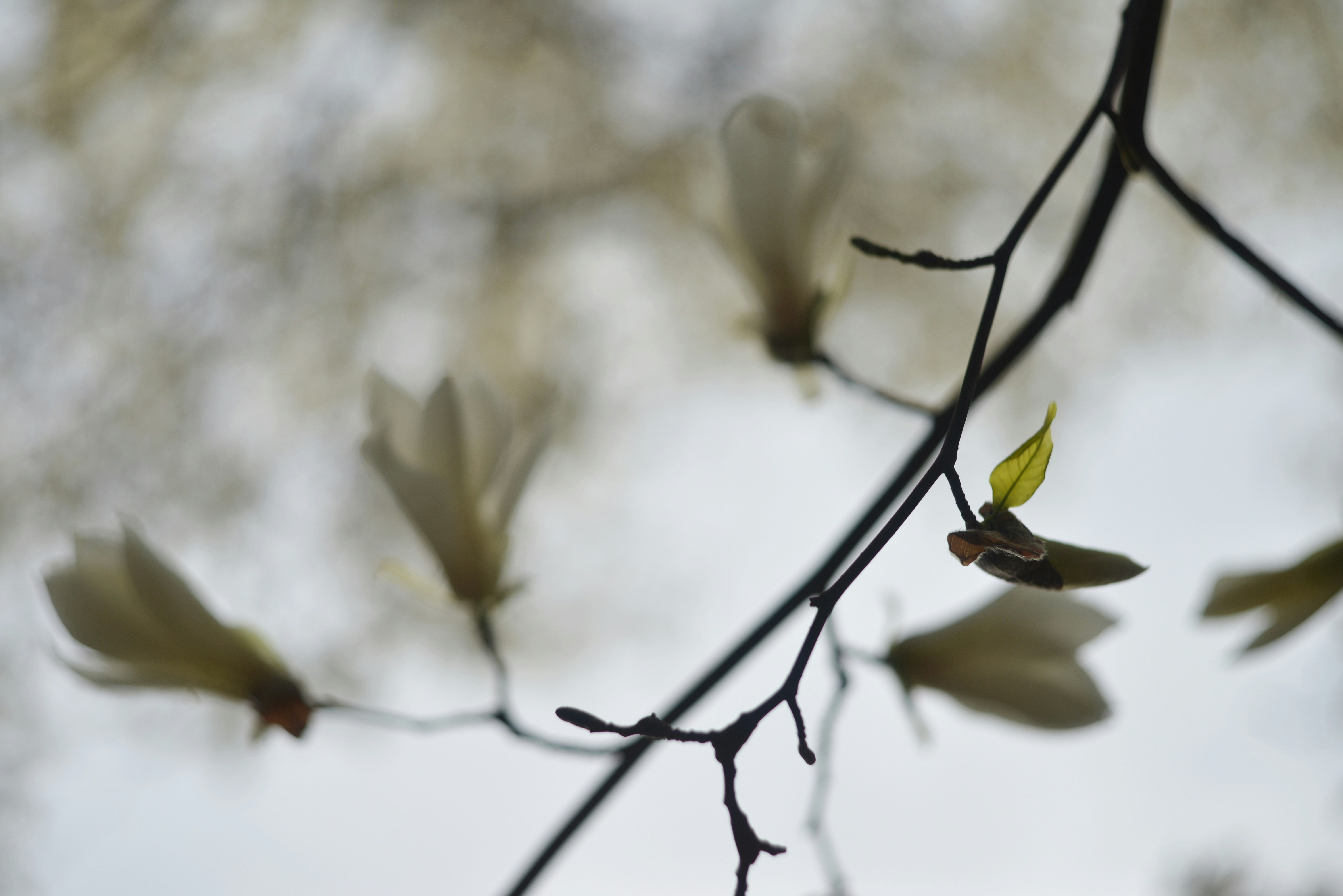 Blossoms in Soft Focus: A Branch Reaches Toward Spring Light