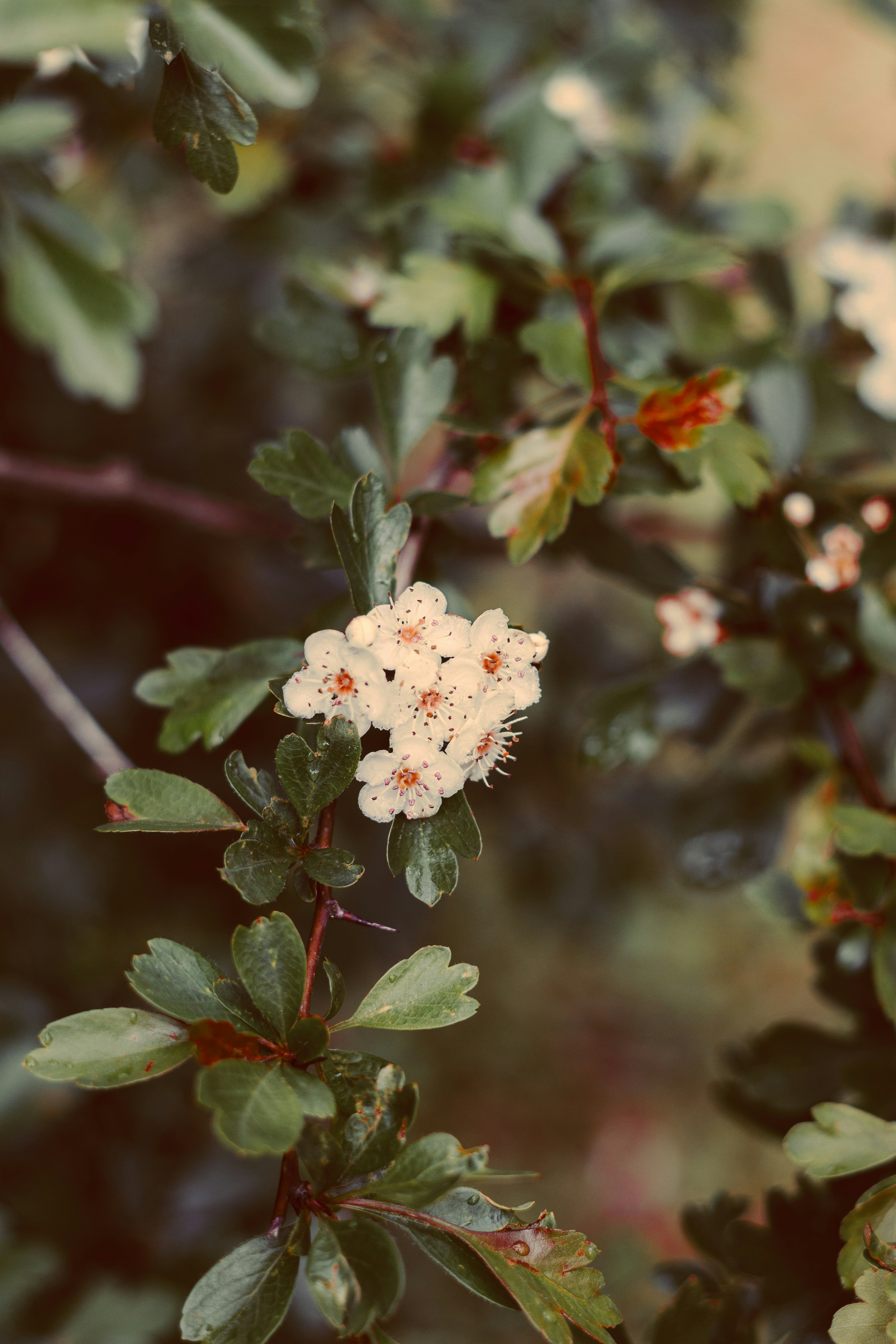 Soft Focus Bloom: A Cluster of Cream Flowers on a Vine