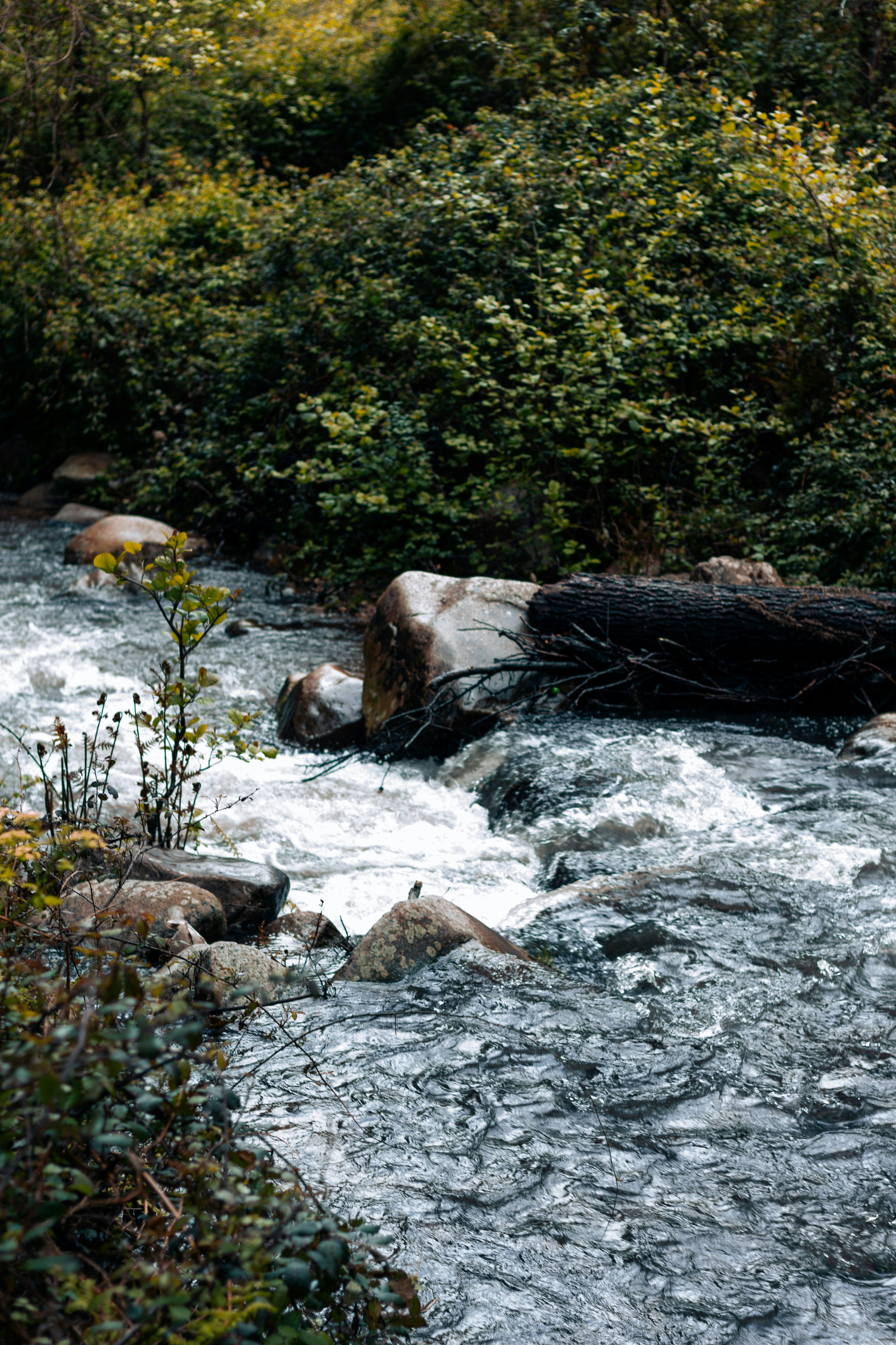Icy Current Over Stones: A Quiet Riverside Corner