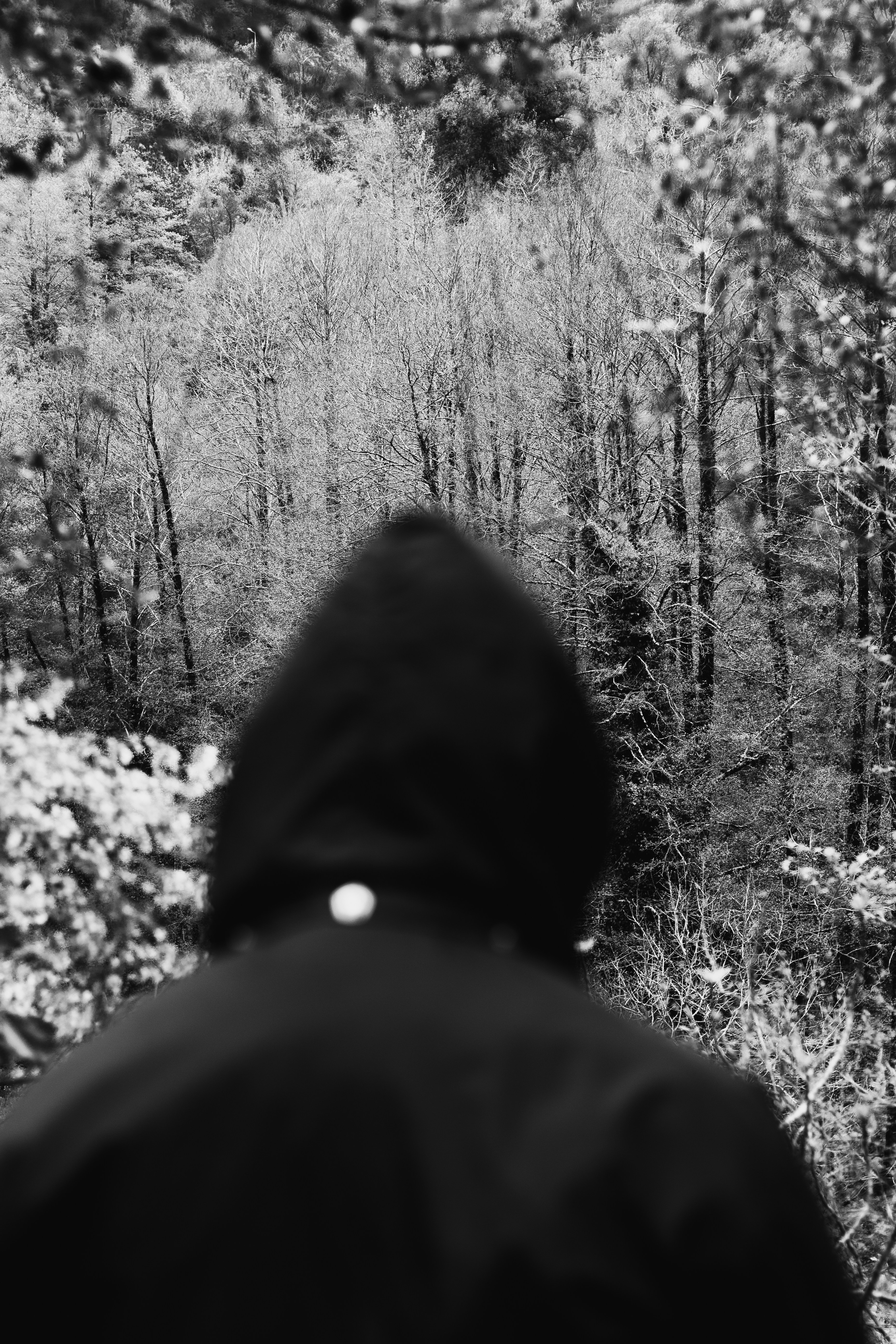 Toward the Quiet Edge of the Woods